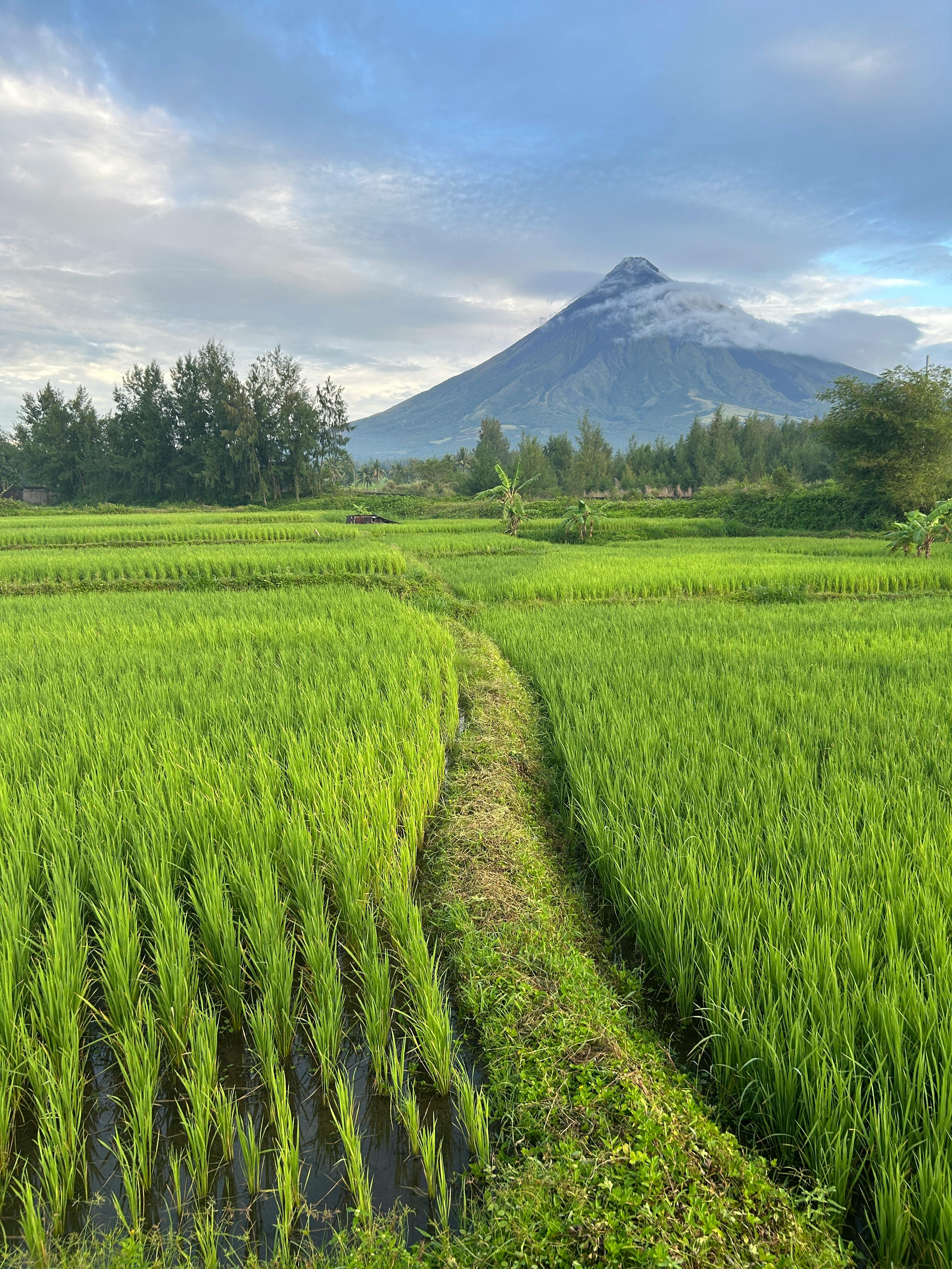 Stunning Rice Fields with Mayon Volcano View · Free Stock Photo