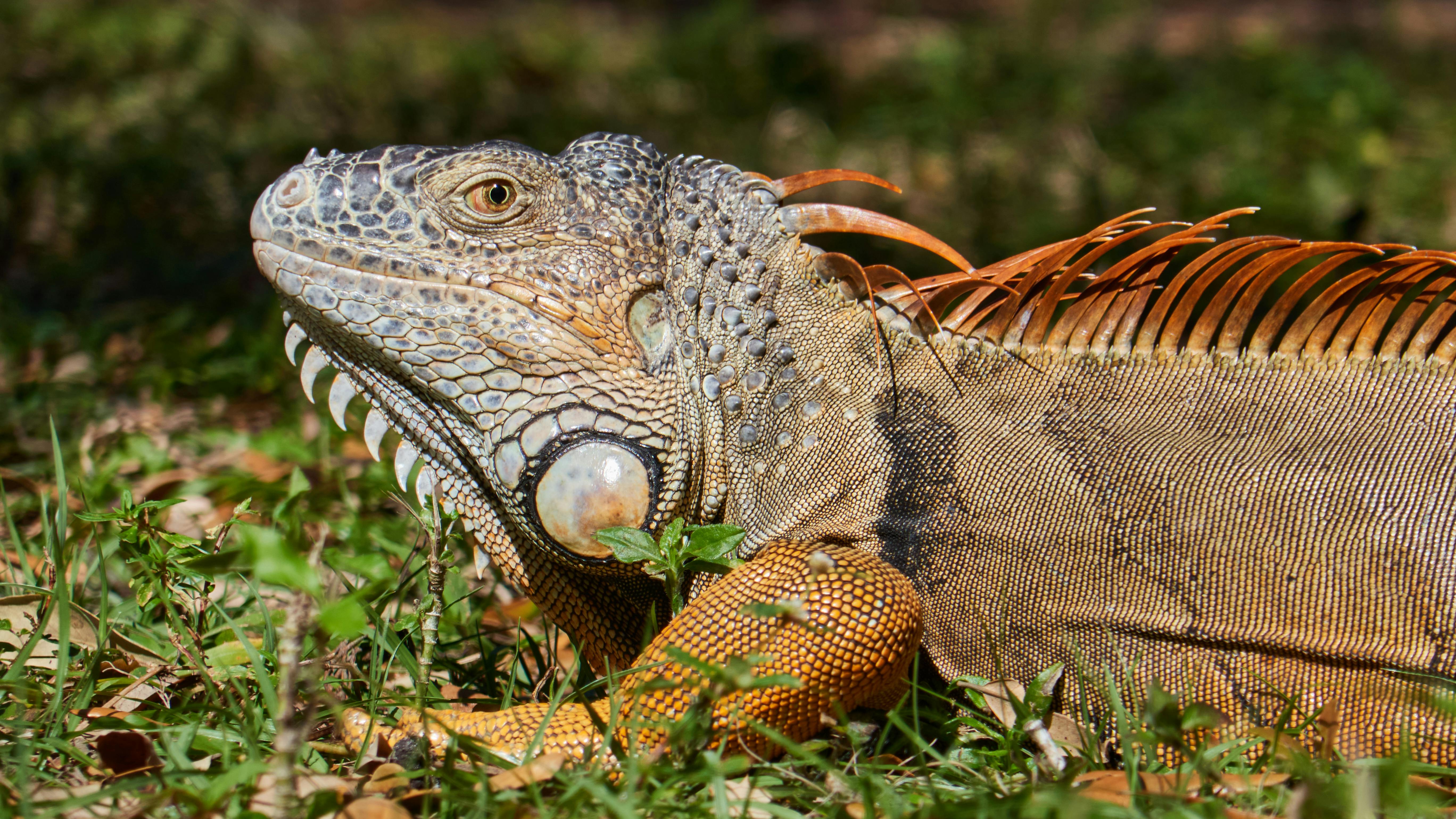 Close-Up of Green Iguana in Miami Park · Free Stock Photo