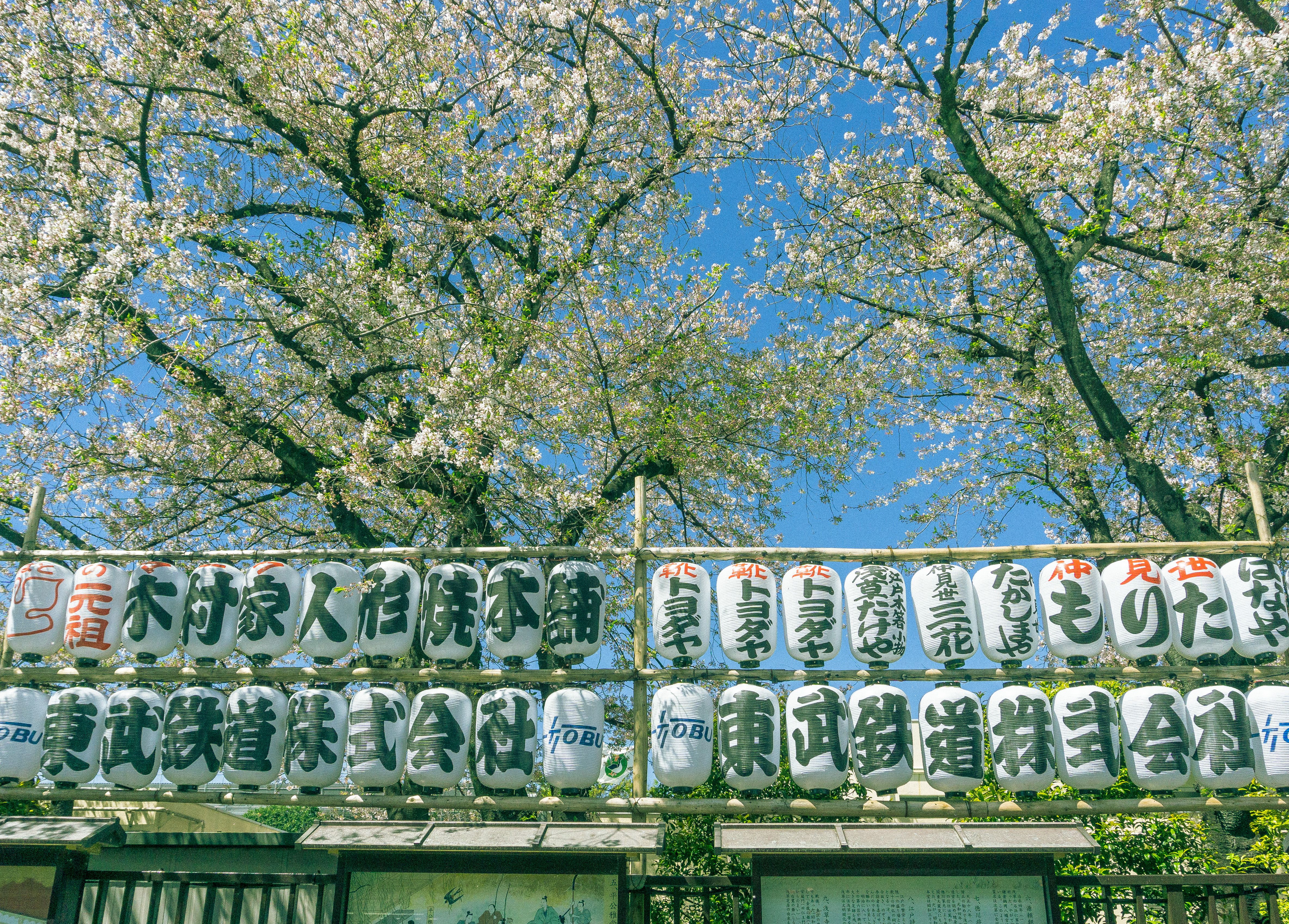 Spring Festivals Photos, Download The BEST Free Spring Festivals Stock ...