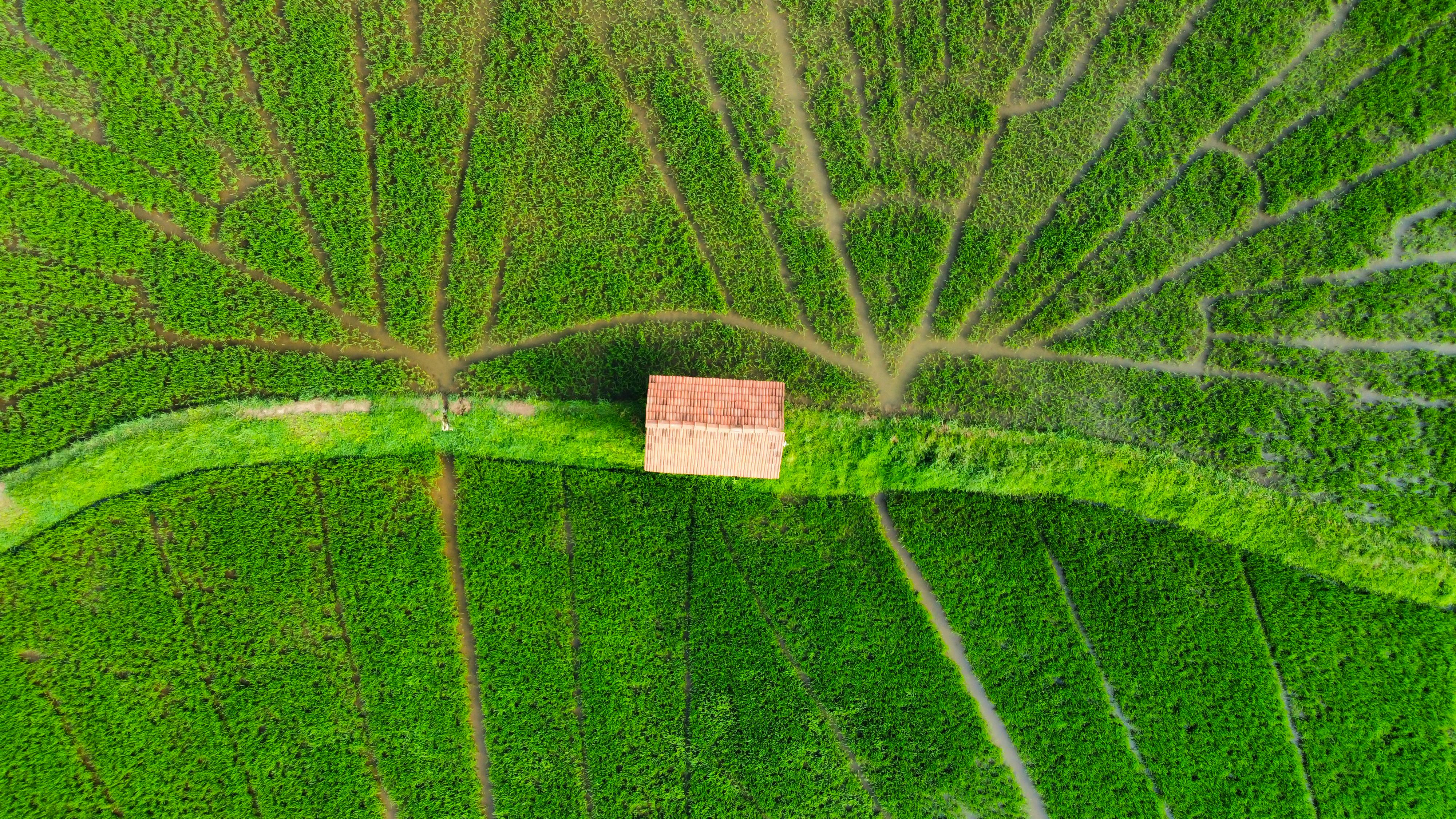 Aerial View of Rural Rice Fields with Hut · Free Stock Photo