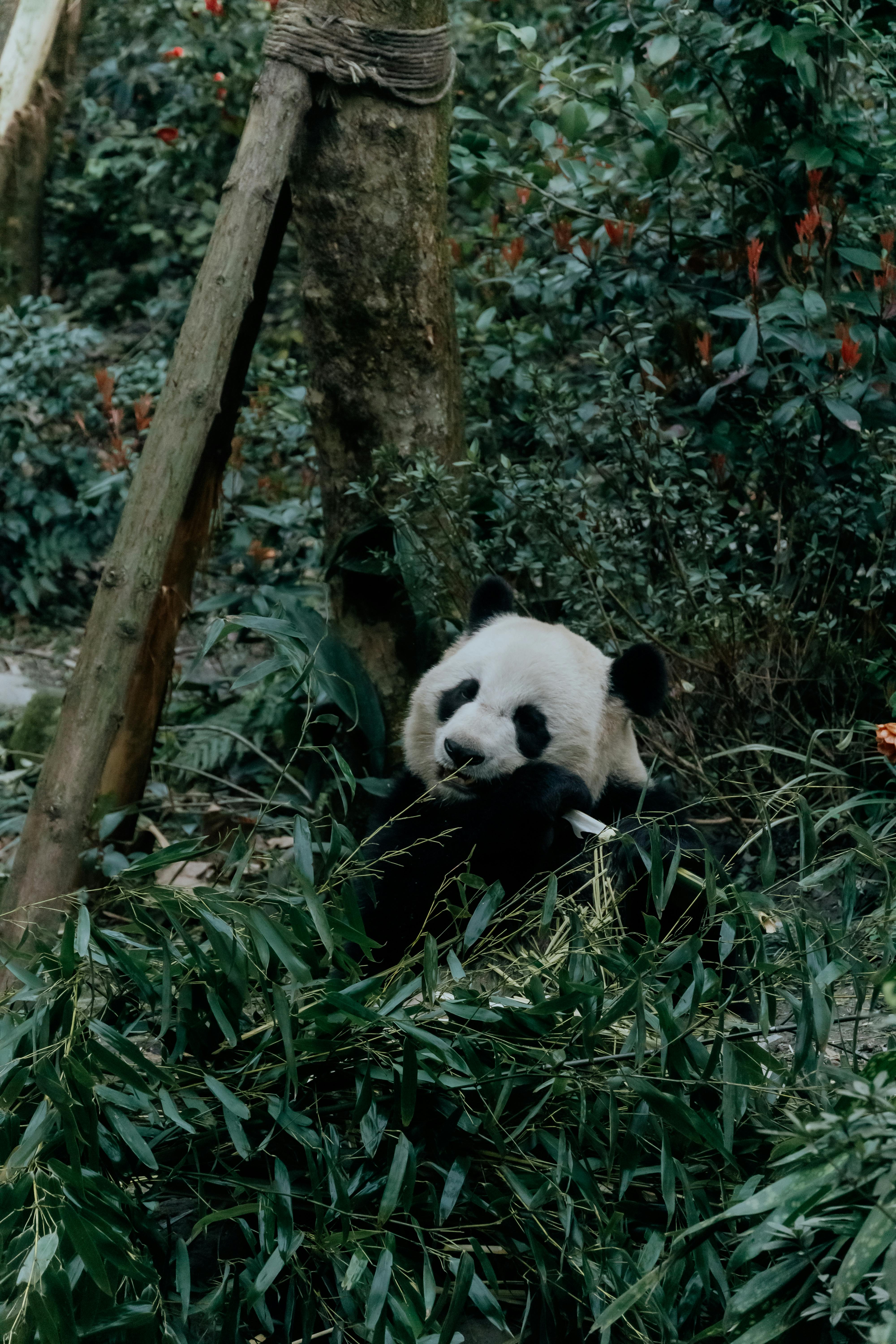 Giant Panda Eating Bamboo in Lush Habitat · Free Stock Photo