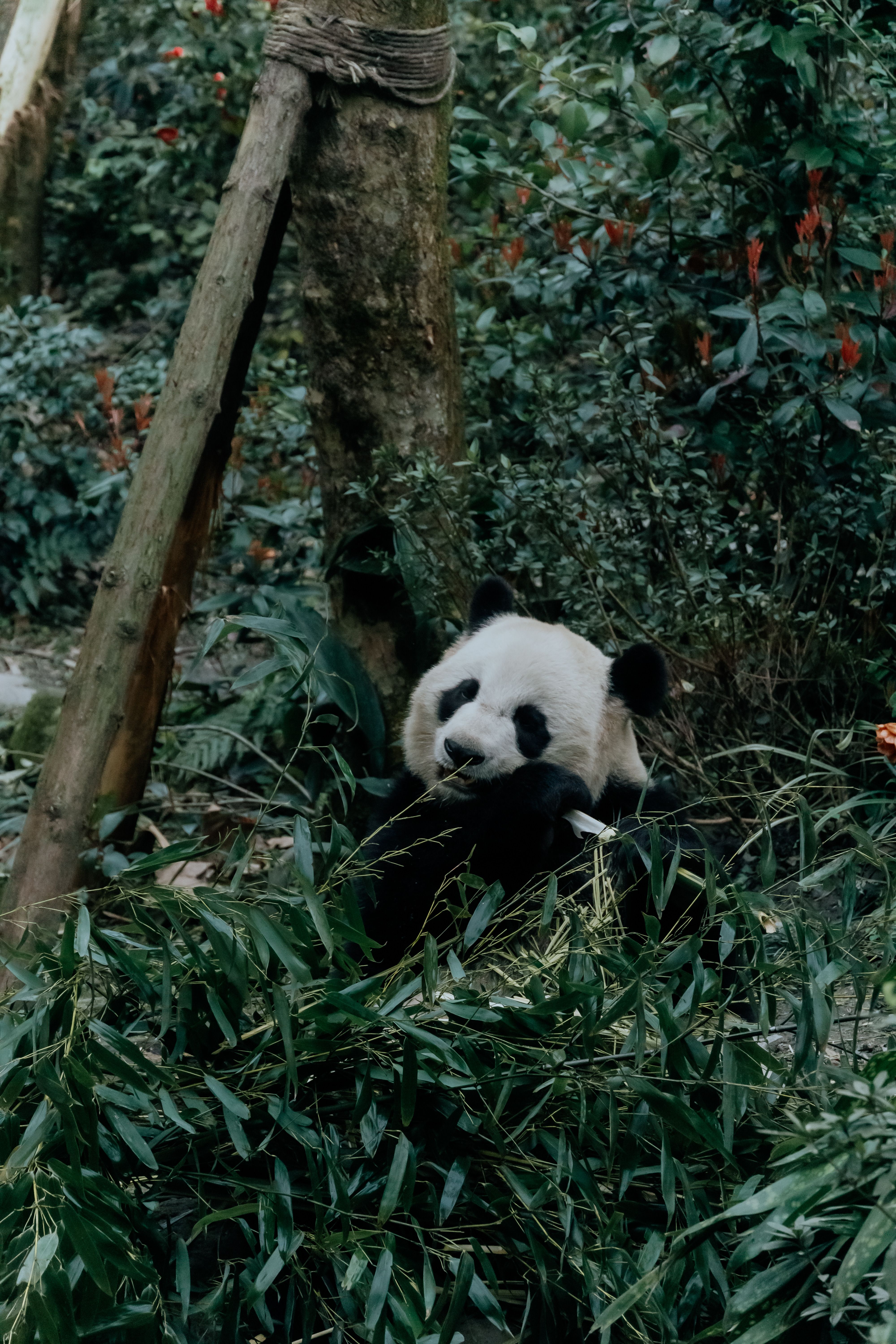 Giant Panda Eating Bamboo in Lush Habitat · Free Stock Photo