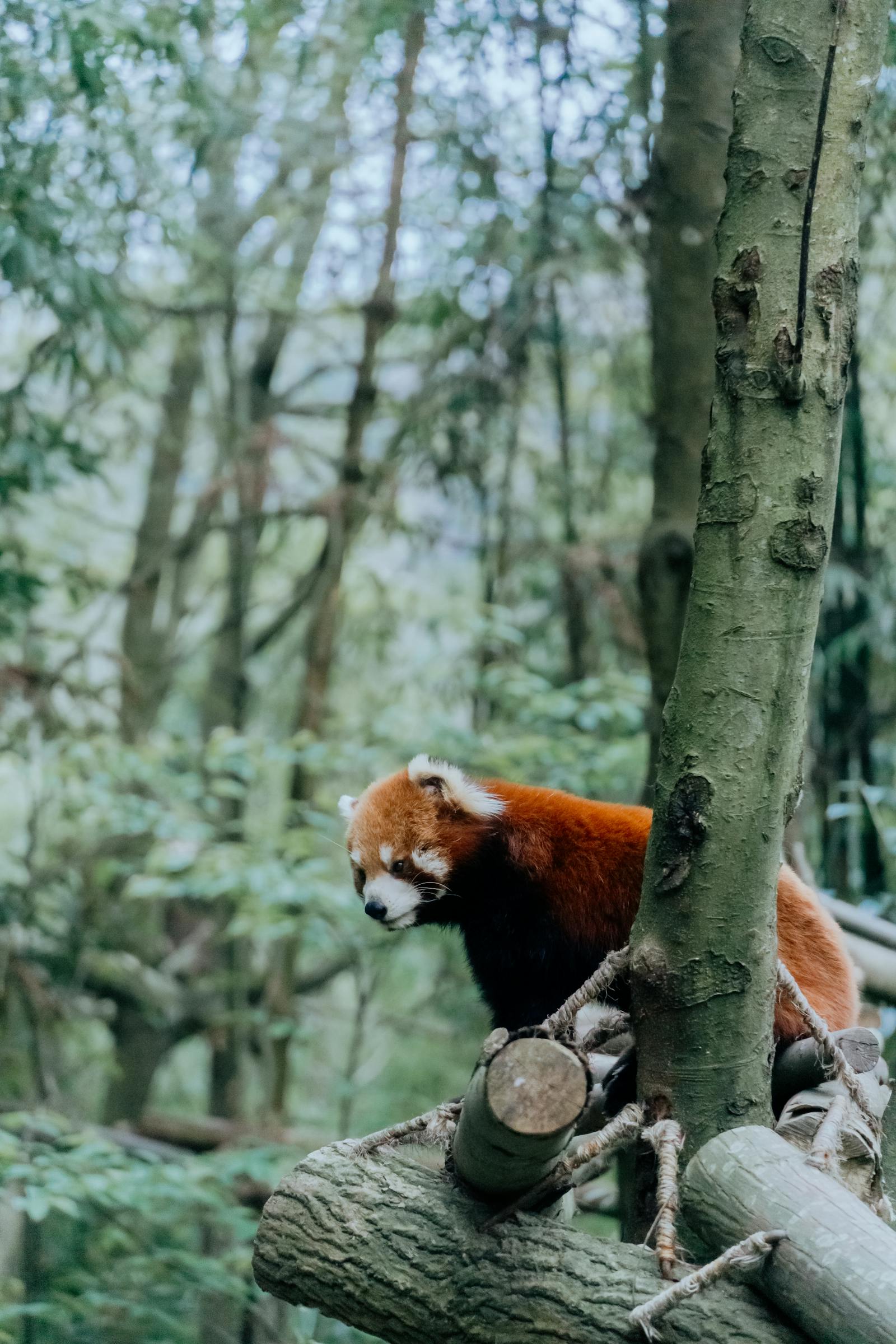 Red Panda Photos, Download The BEST Free Red Panda Stock Photos & HD Images