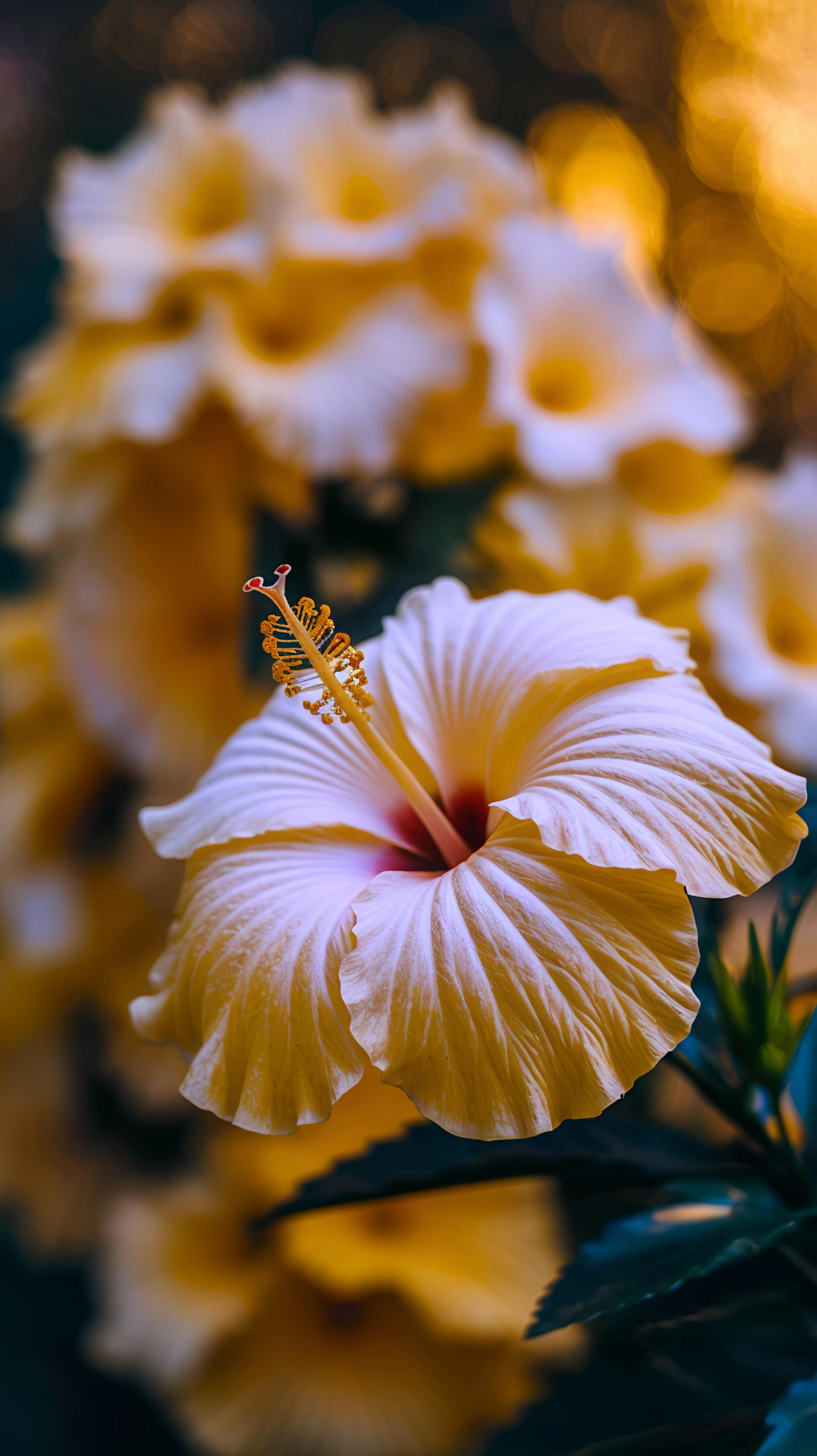 Atif Hashmi - Photography