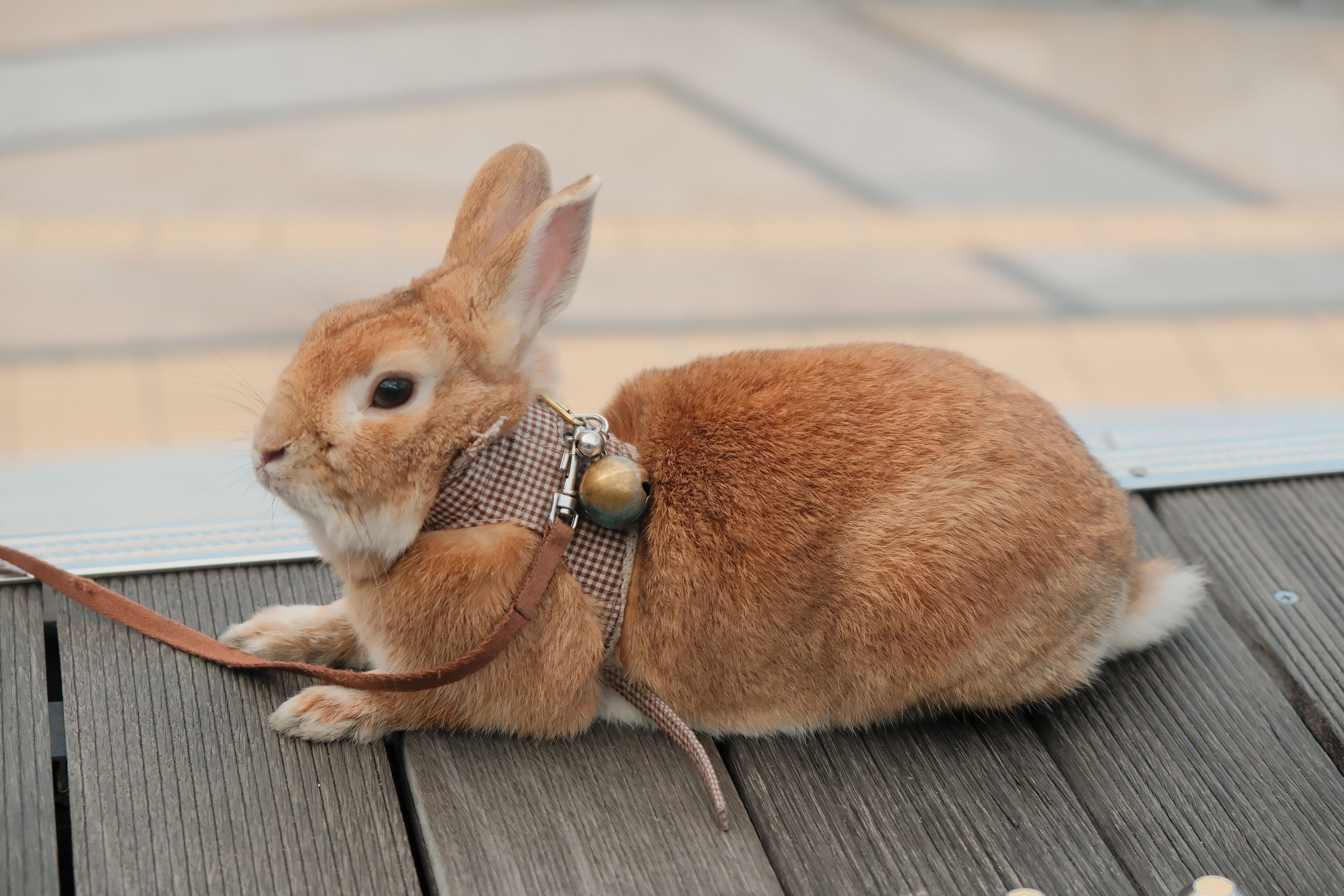 2,000+张最精彩的“Tuji Bunny”图片 · 100%免费下载 · Pexels素材图片