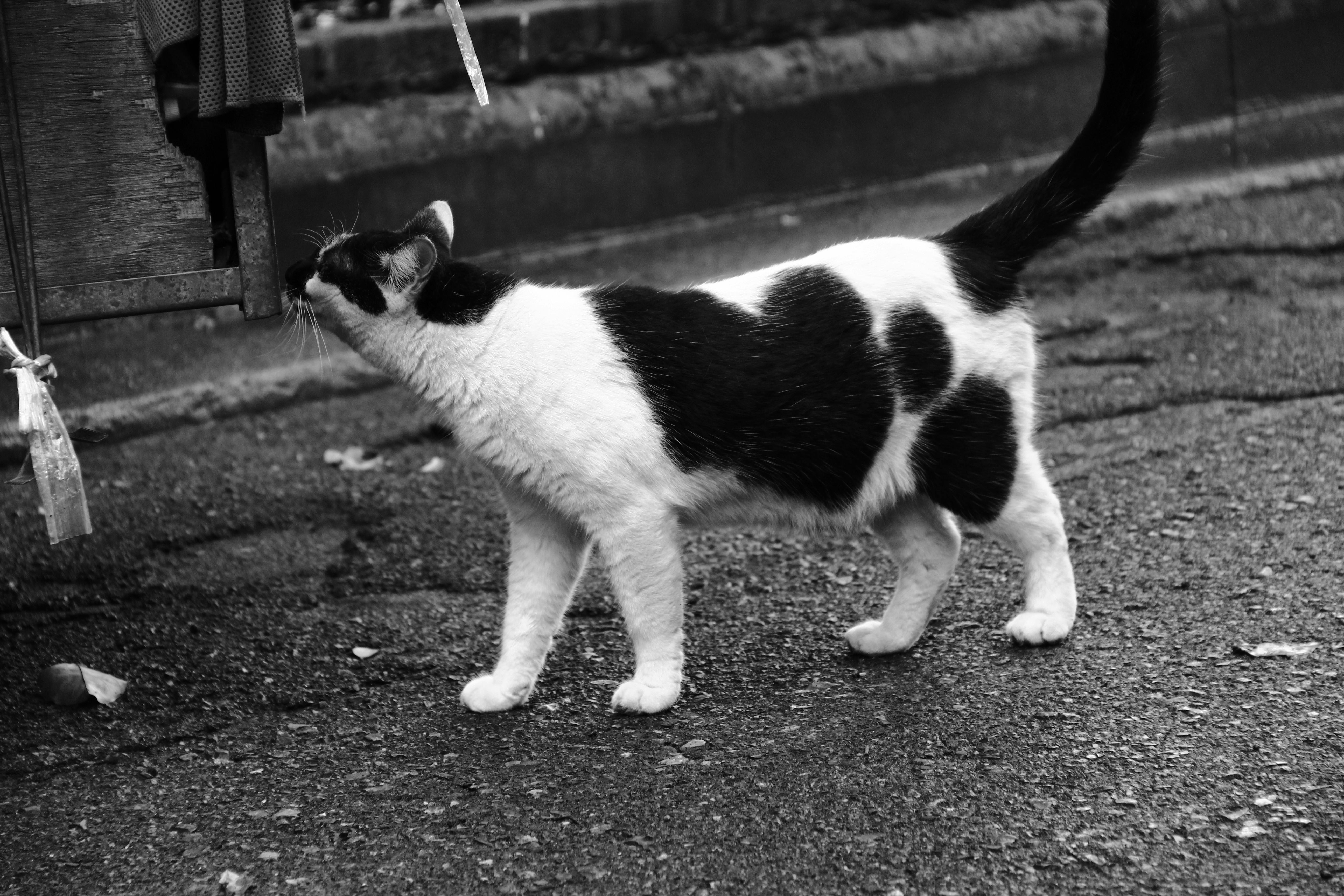 Black and White Cat Strolling on Cobbled Street · Free Stock Photo