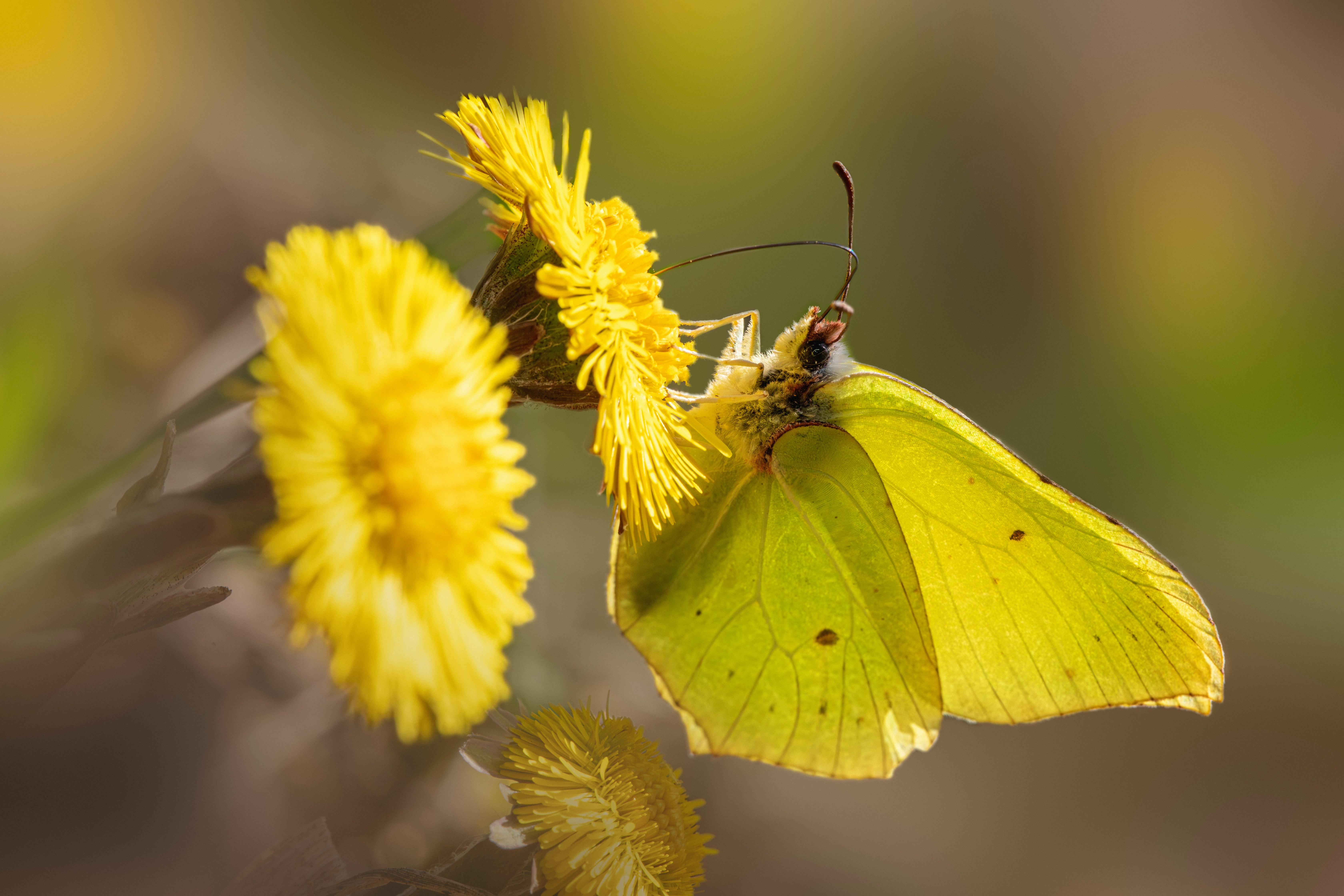 Common Brimstone on Yellow Flower Close-Up · Free Stock Photo
