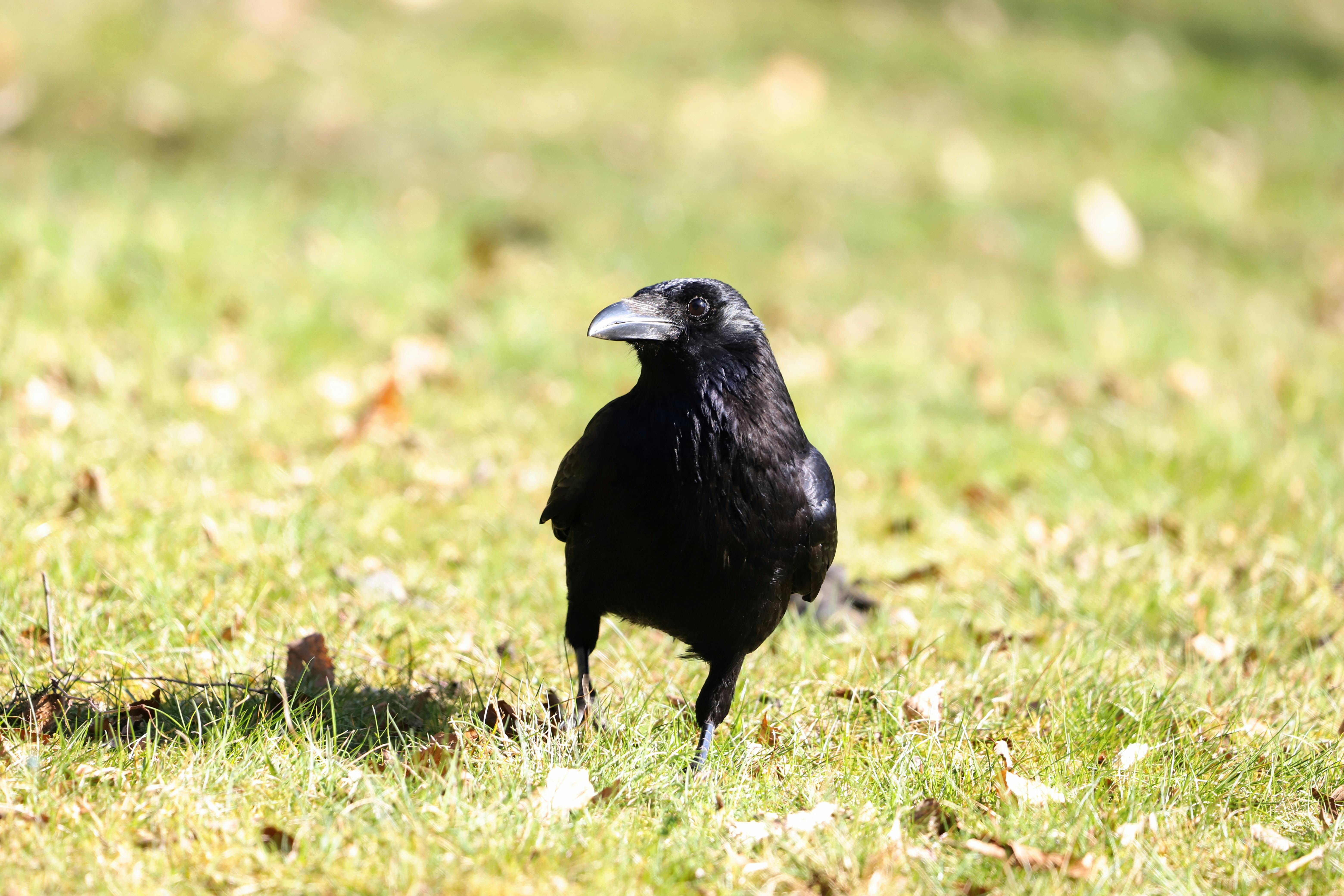 Raven Bird Photos, Download The BEST Free Raven Bird Stock Photos & HD ...