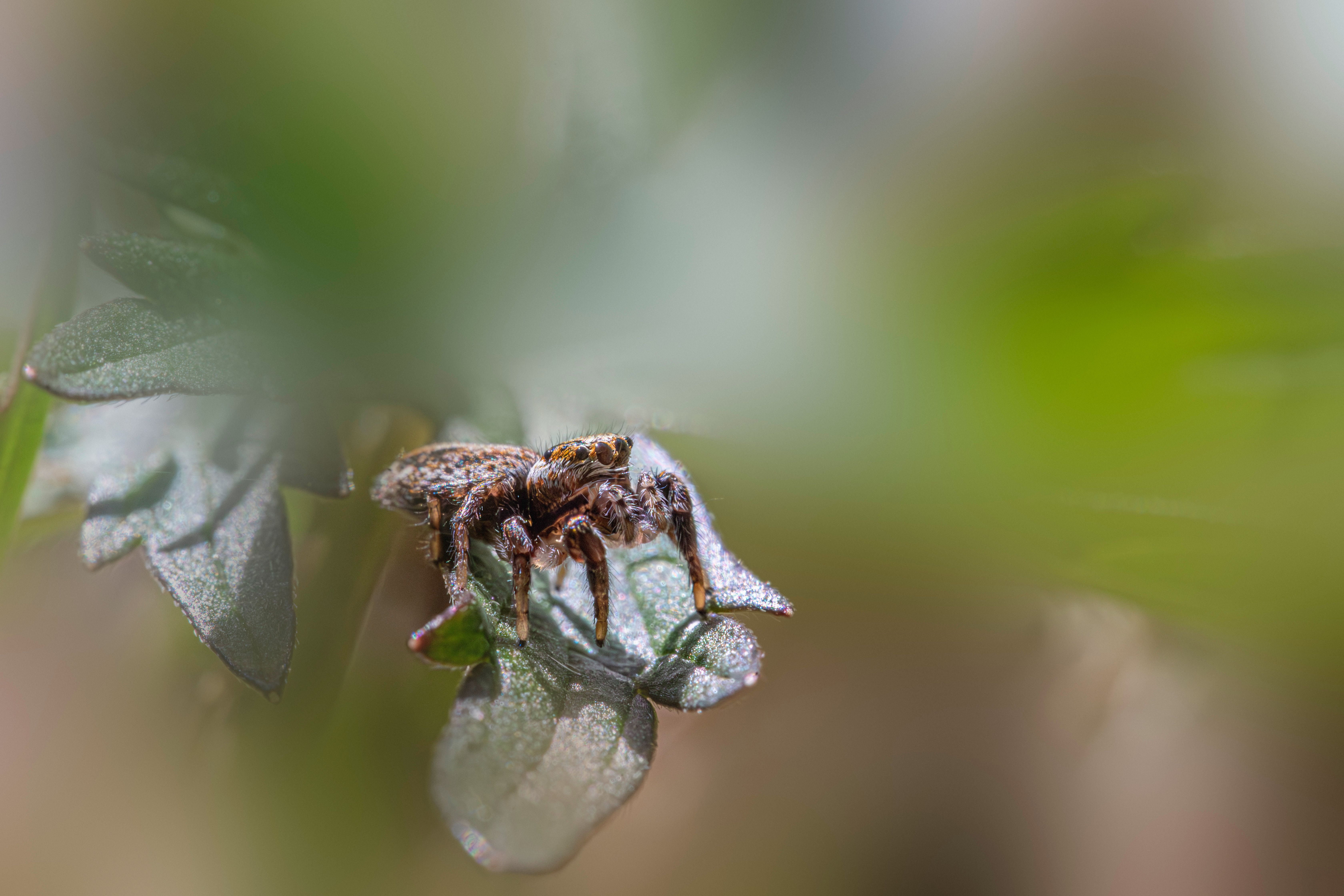 Macro Shot of Jumping Spider on a Leaf · Free Stock Photo