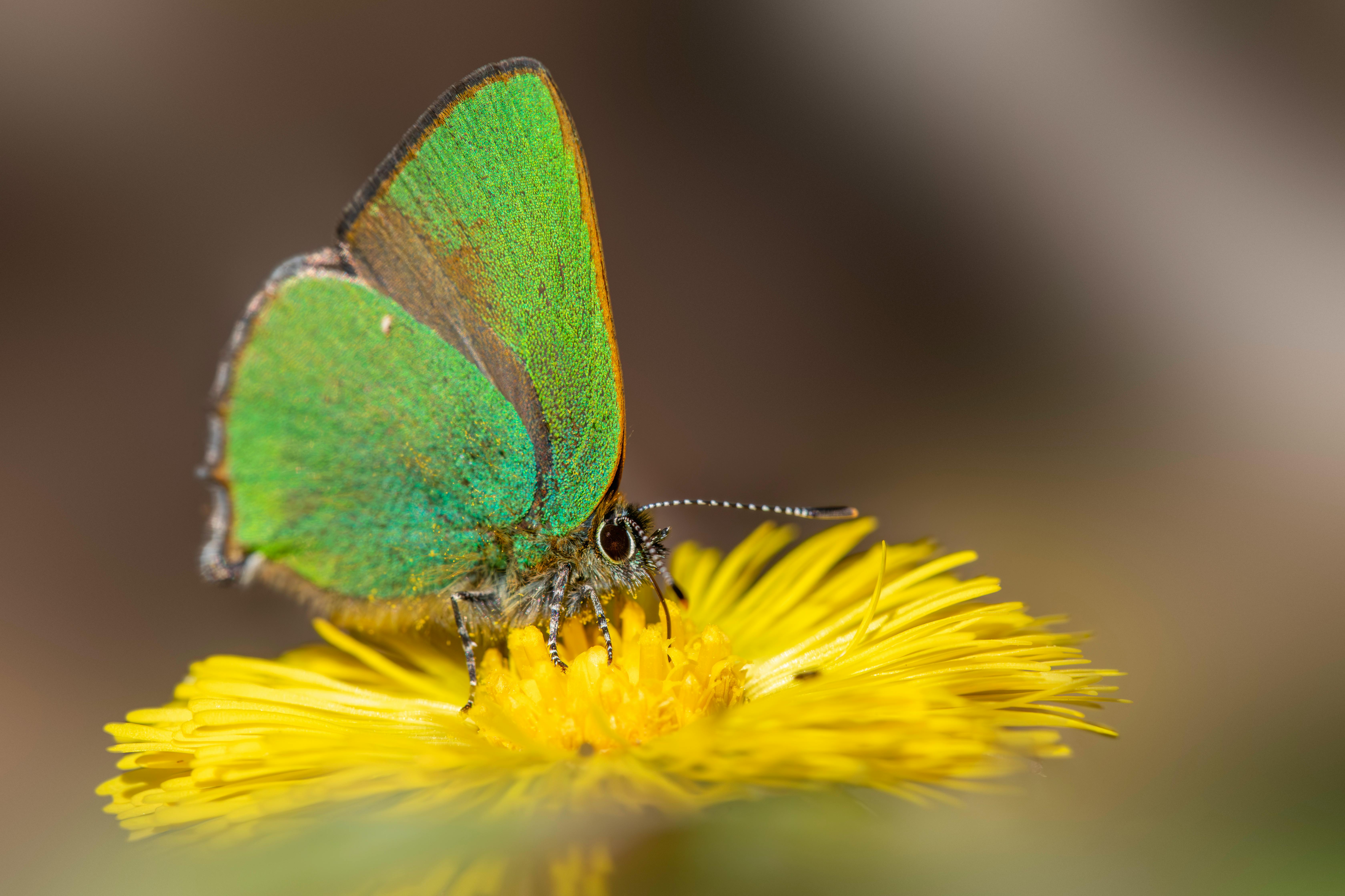 Spring Backgrounds For Teams Photos, Download The BEST Free Spring ...