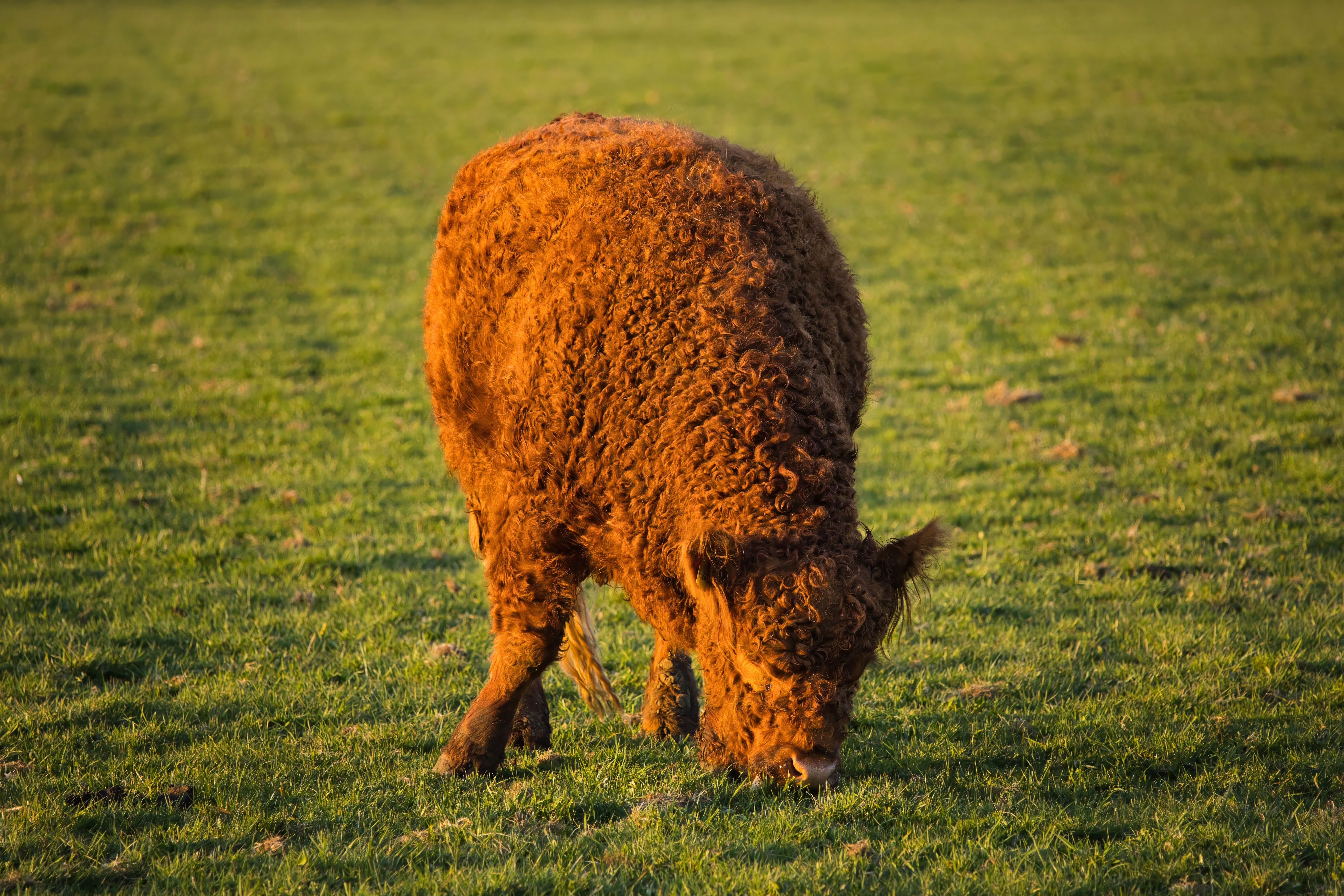 Curly-Haired Cow Grazing Peacefully in Meadow · Free Stock Photo