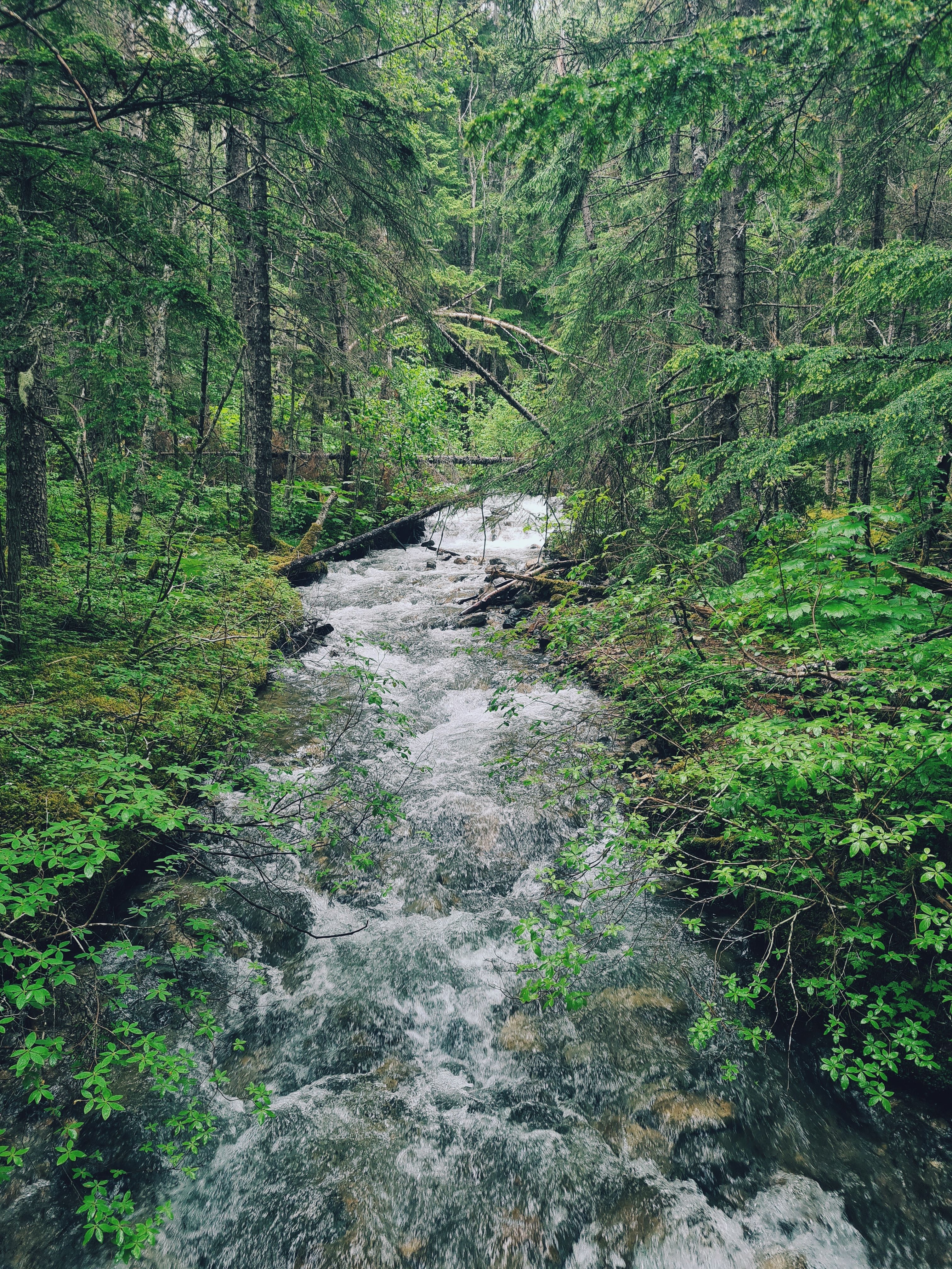 A Stream in Autumn · Free Stock Photo