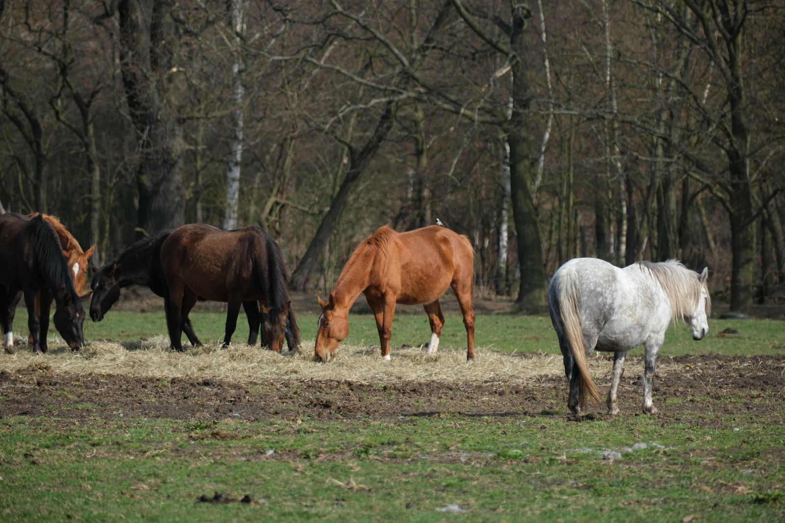 Spring Horses Photos, Download The BEST Free Spring Horses Stock Photos ...