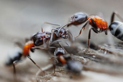 Ants Close Up Photos, Download The BEST Free Ants Close Up Stock Photos ...