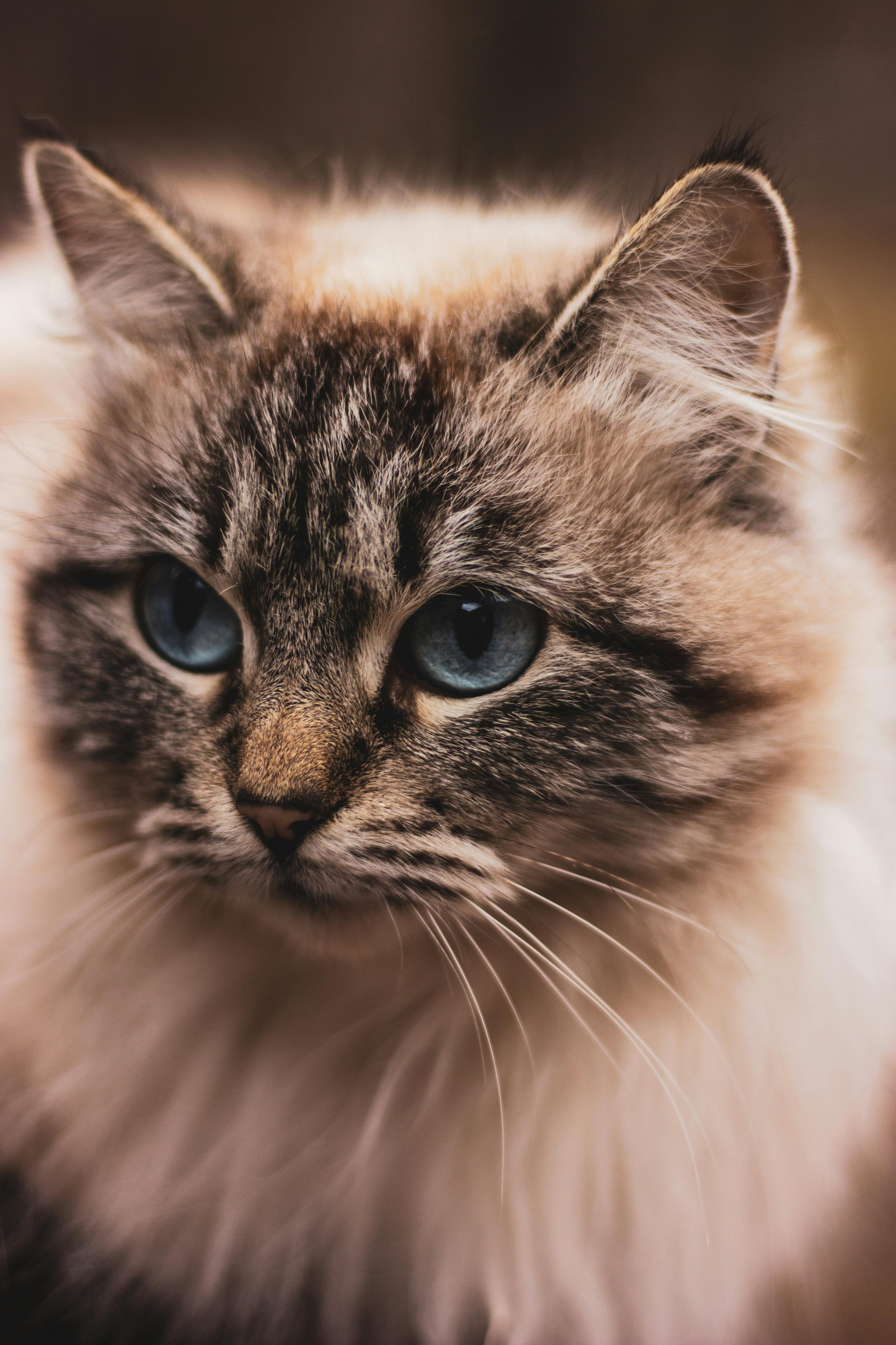 Close-up Portrait of a Fluffy Himalayan Cat · Free Stock Photo