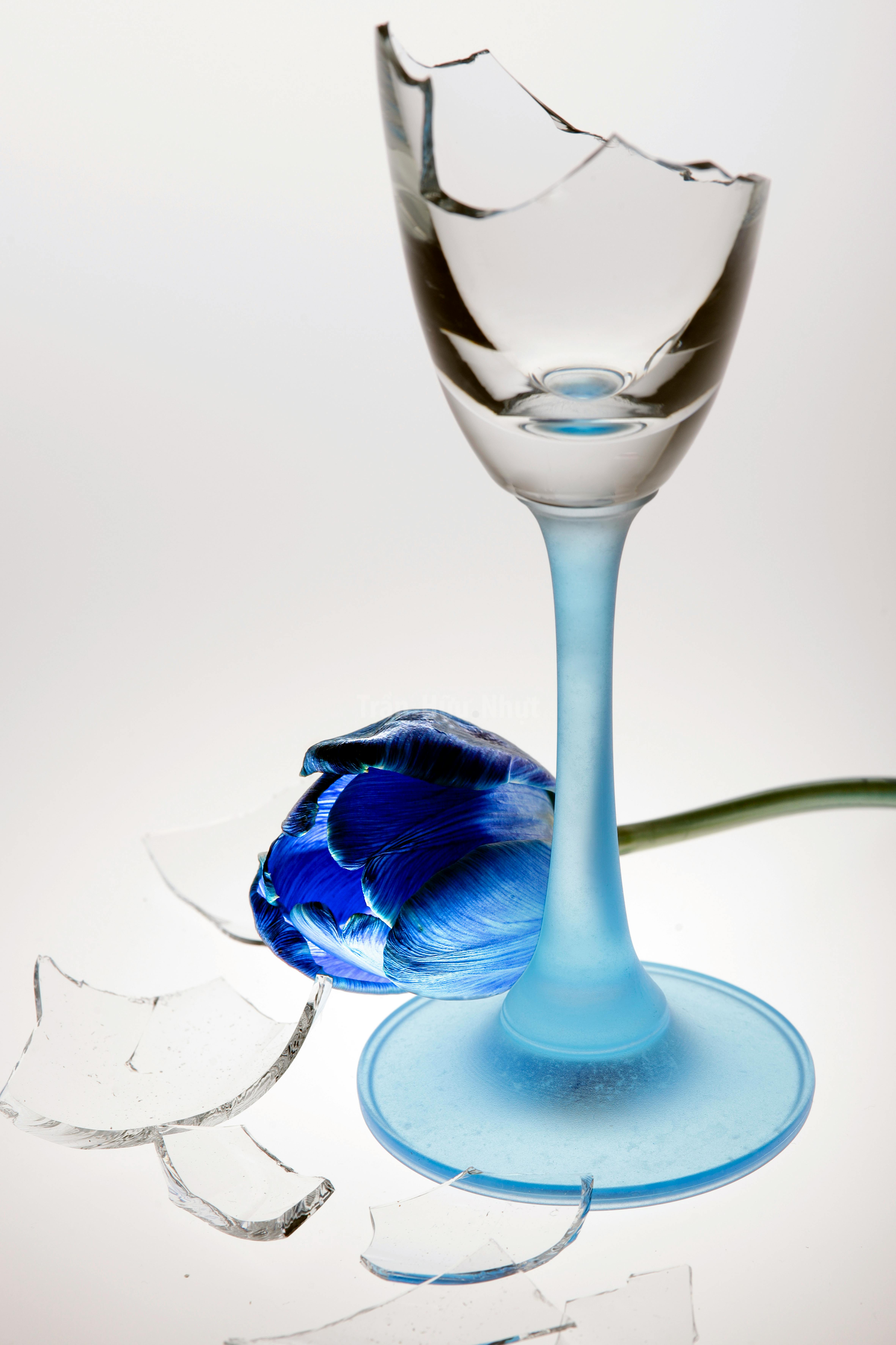 Broken Glass with Blue Tulip Still Life · Free Stock Photo