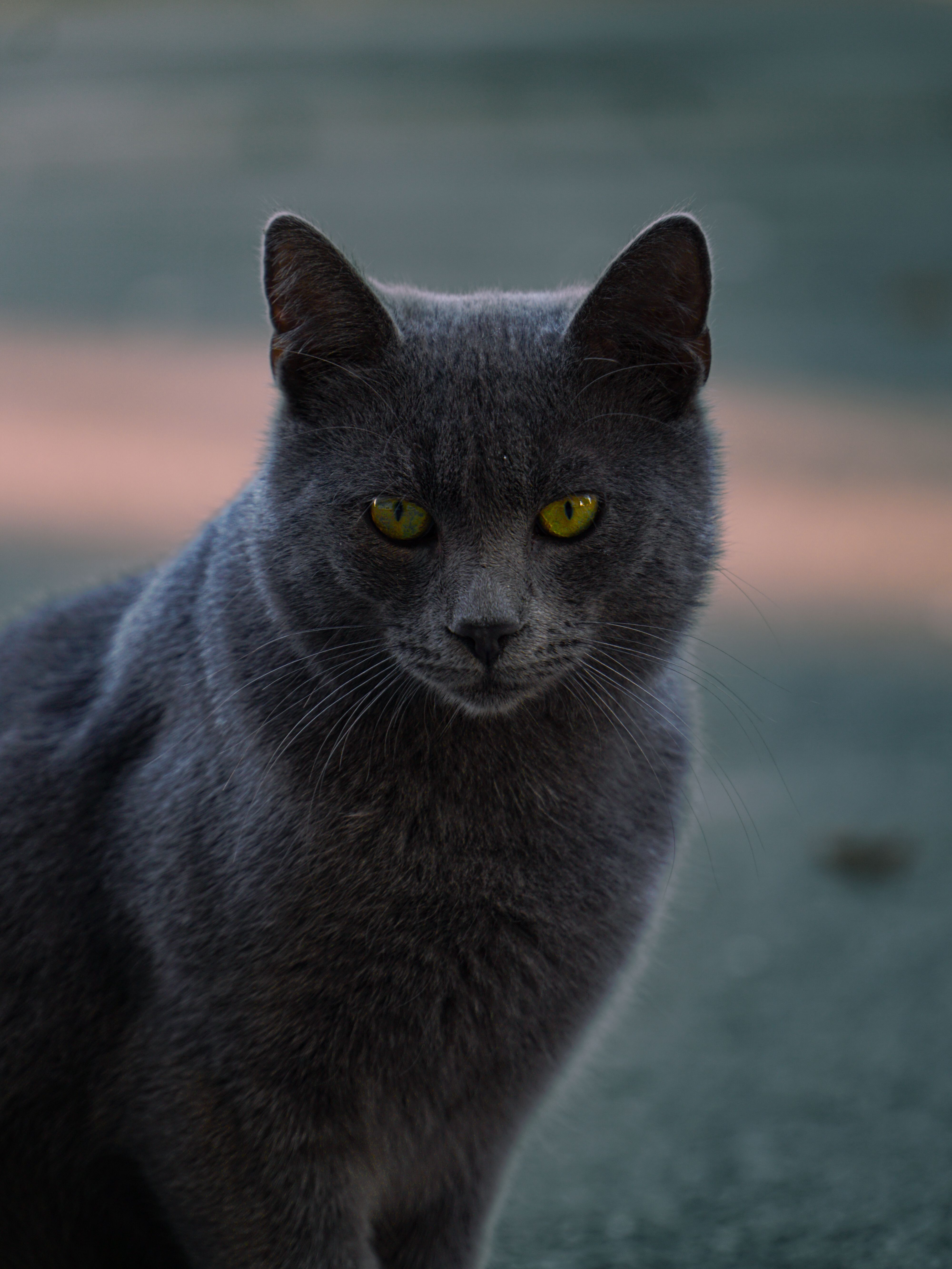 Captivating Portrait of a Chartreux Cat · Free Stock Photo