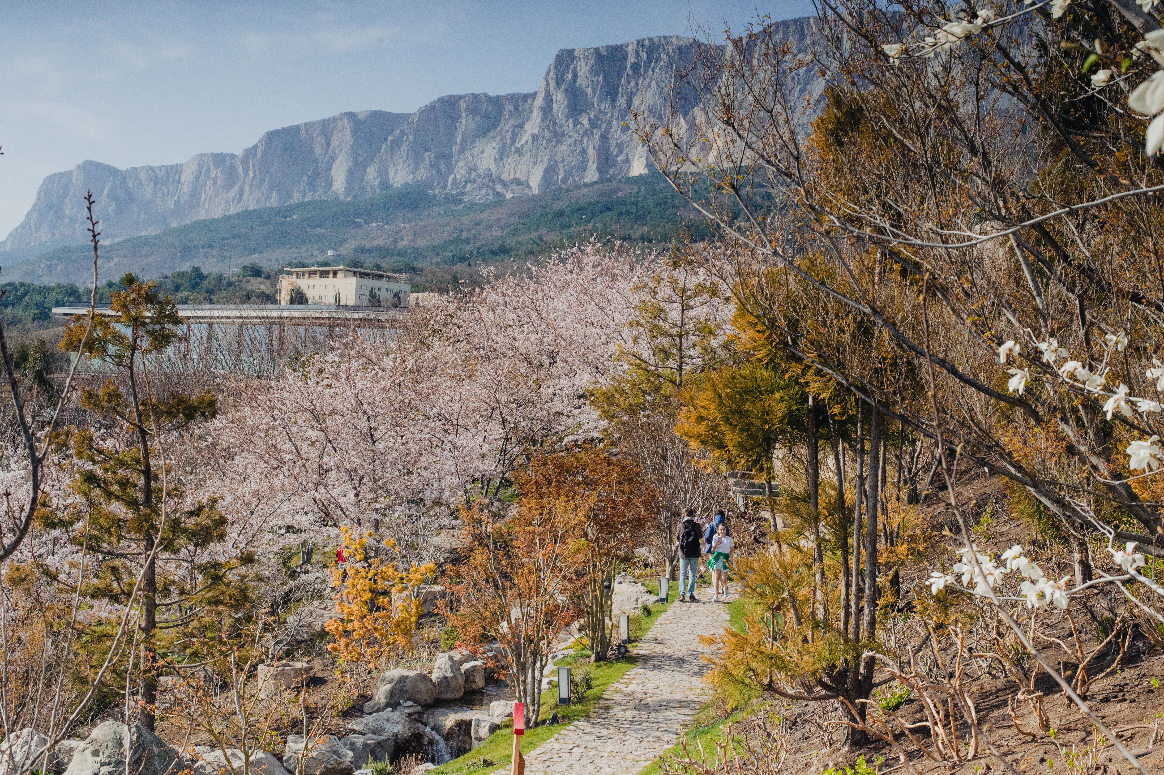 Spring Landscape with Cherry Blossoms and Mountains · Free Stock Photo