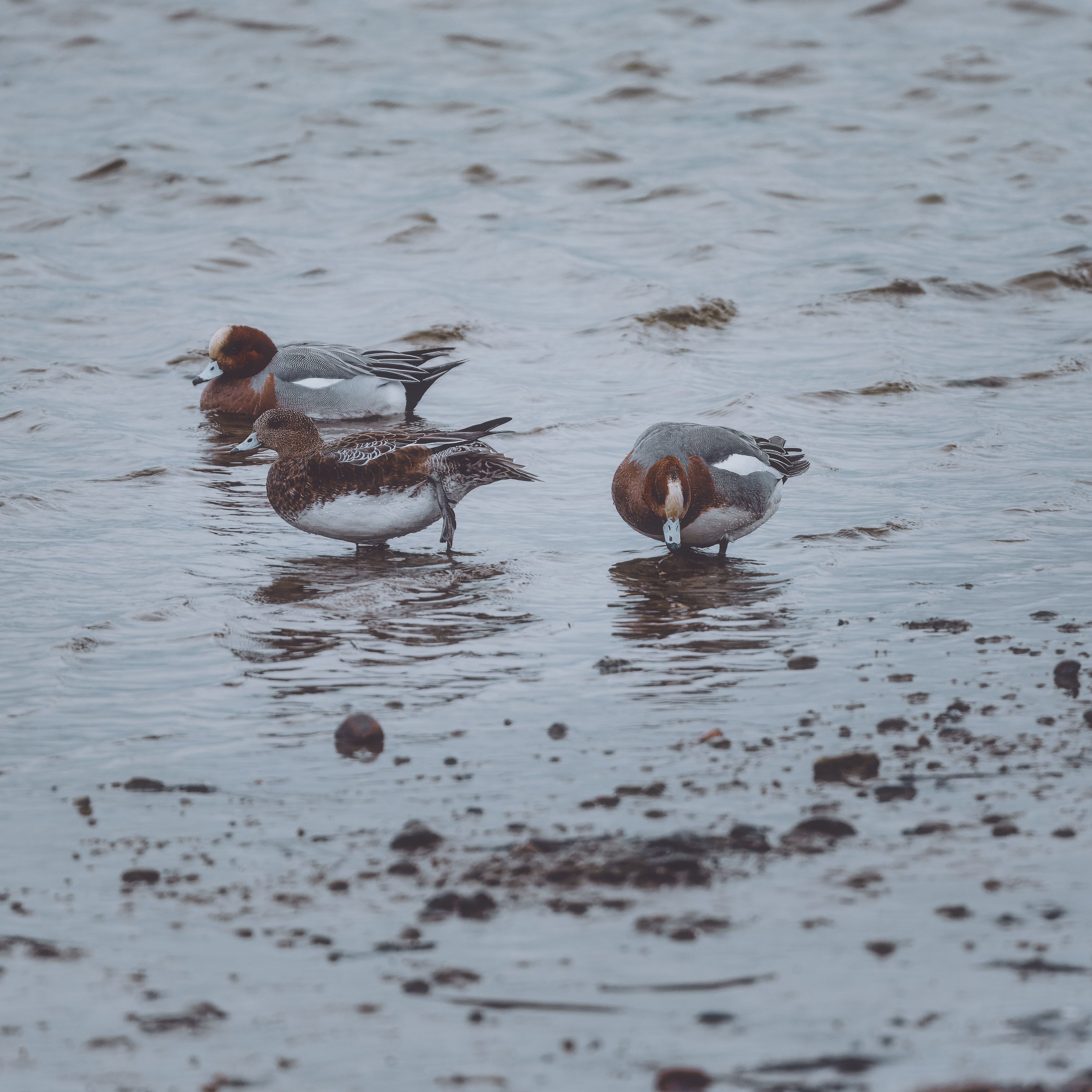 Tranquil European Wigeon Ducks Wading in Skåne · Free Stock Photo