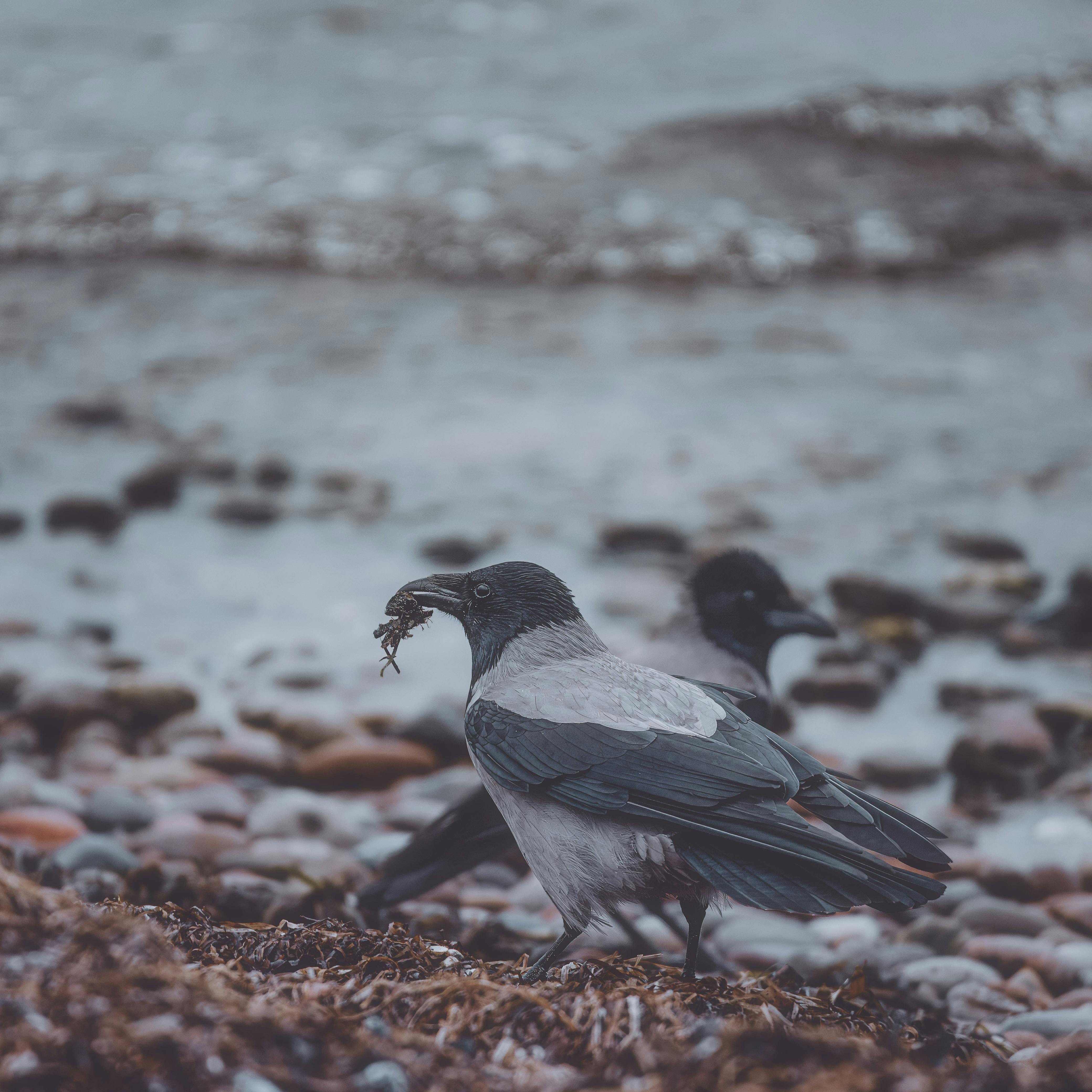Hooded Crow on Rocky Swedish Shoreline · Free Stock Photo