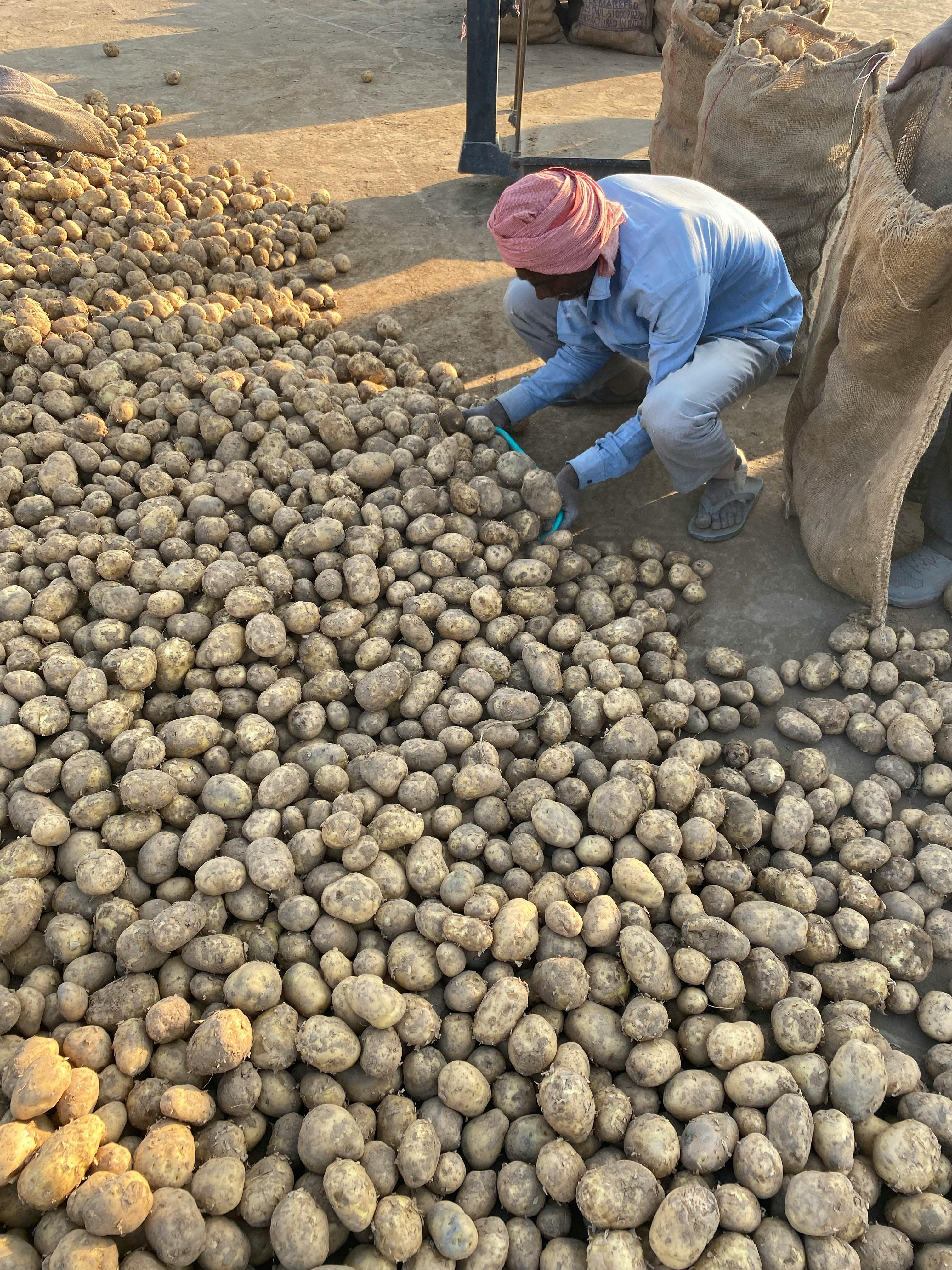 Worker Sorting Potatoes Outdoors During Harvest · Free Stock Photo
