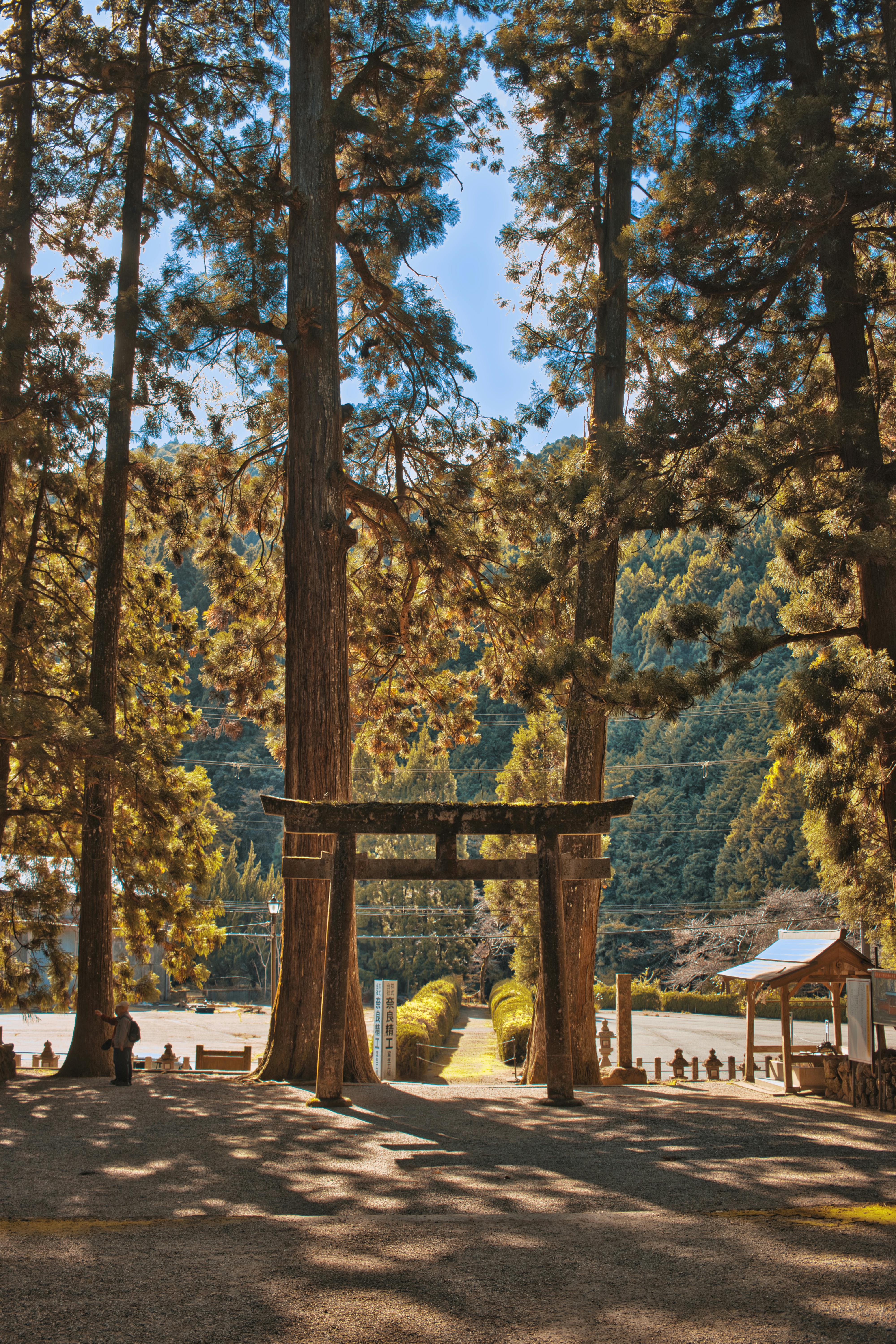 Serene Torii Gate Pathway in Nara, Japan · Free Stock Photo