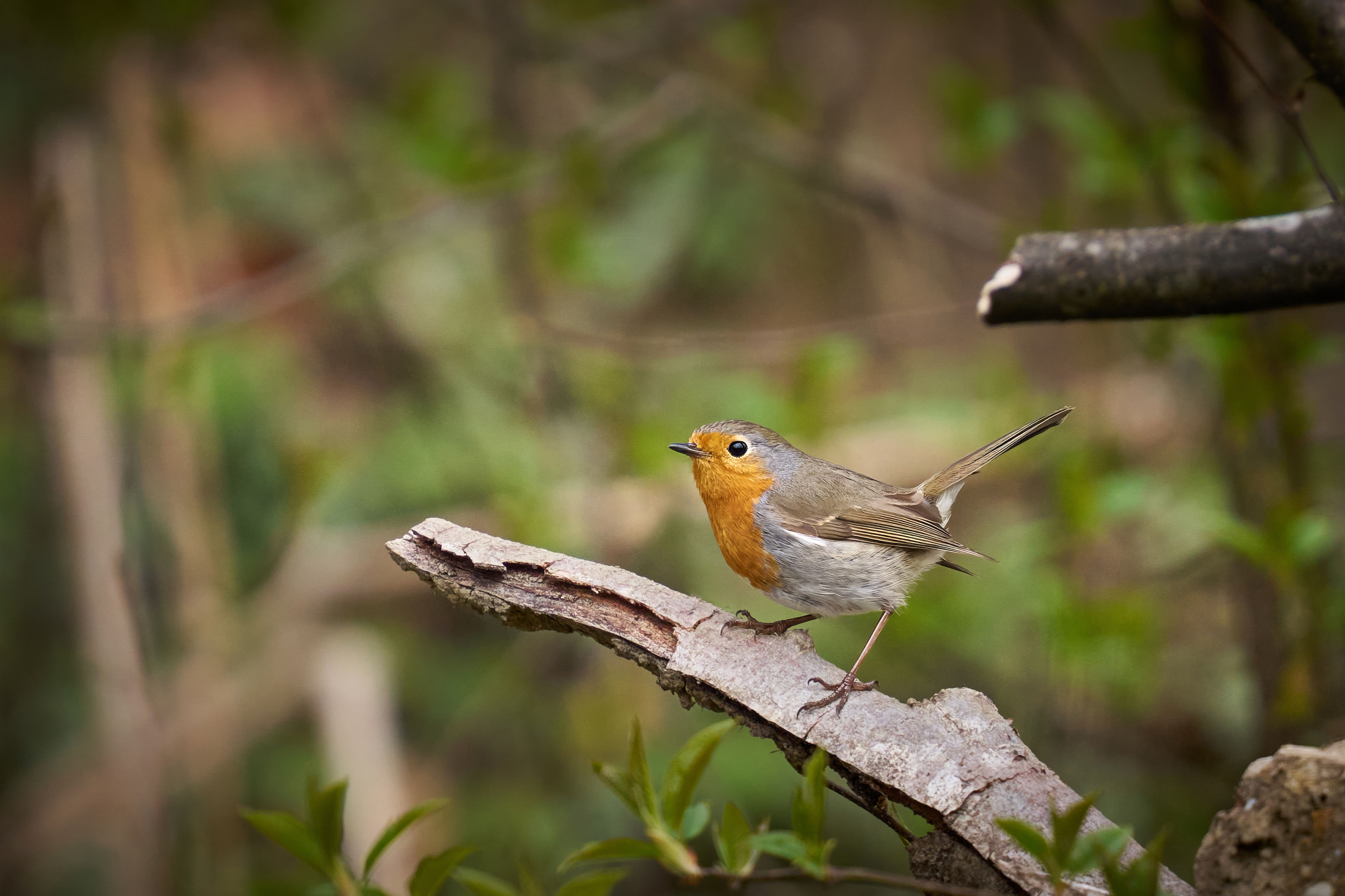 Curious Robin Perched on Tree Branch in Forest · Free Stock Photo