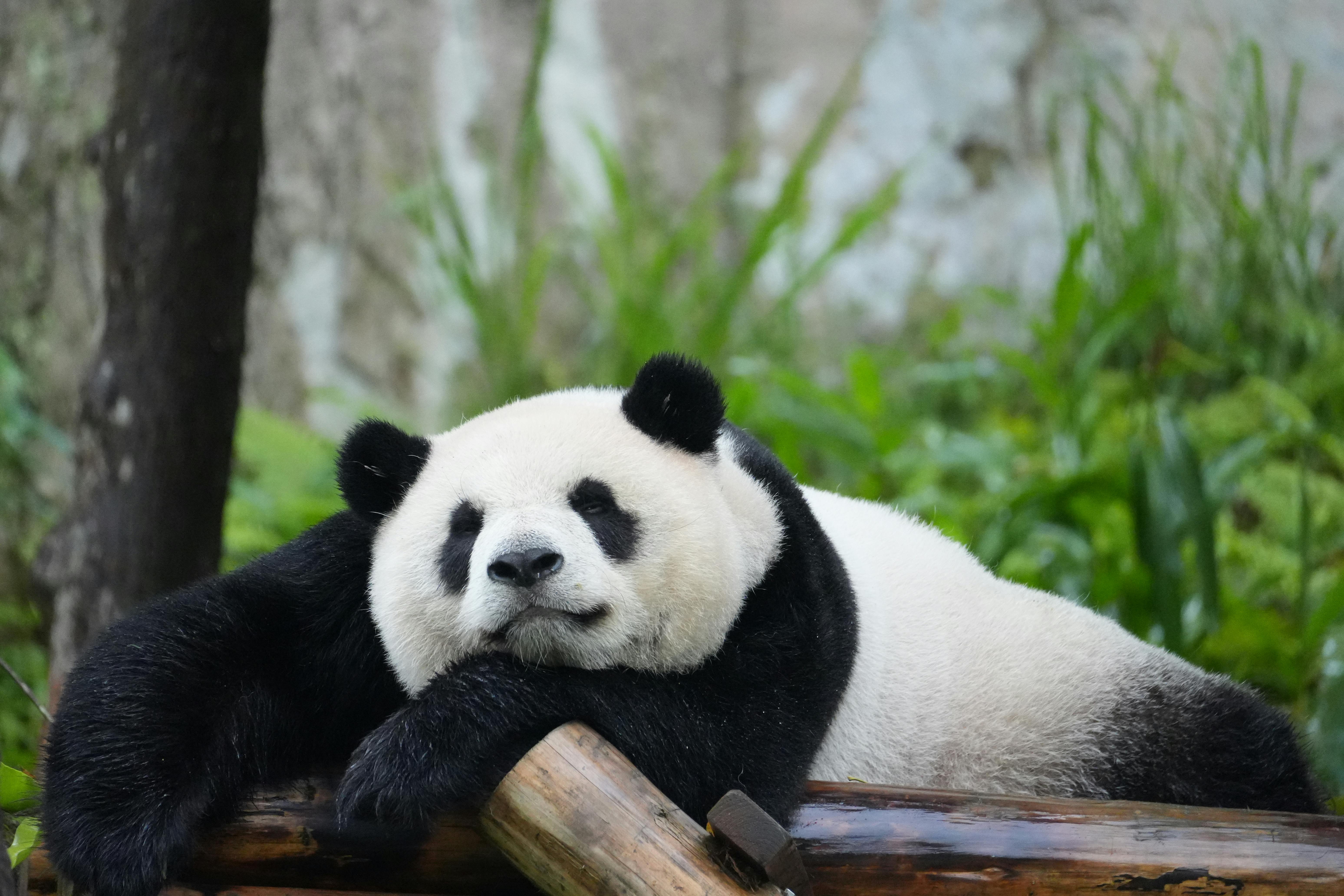 Giant Panda Relaxing in Natural Habitat · Free Stock Photo