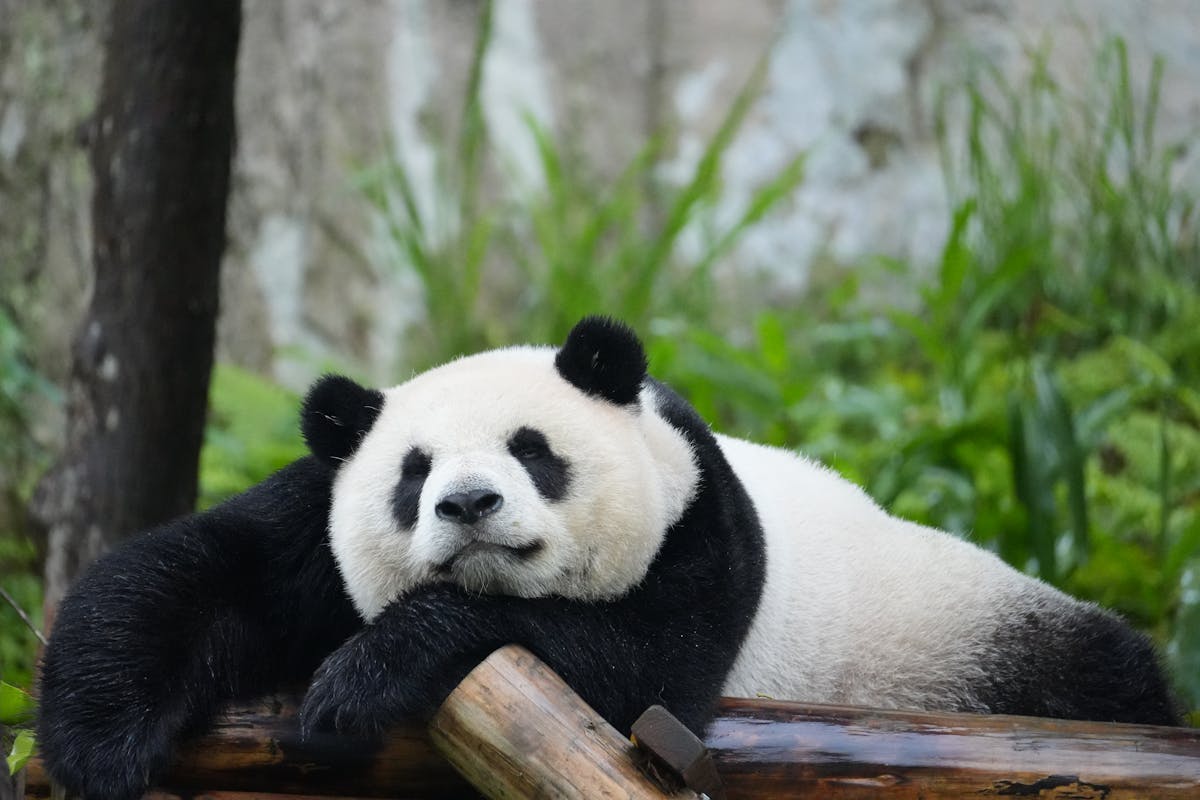 800+ Best Panda Photos · 100% Free Download · Pexels Stock Photos