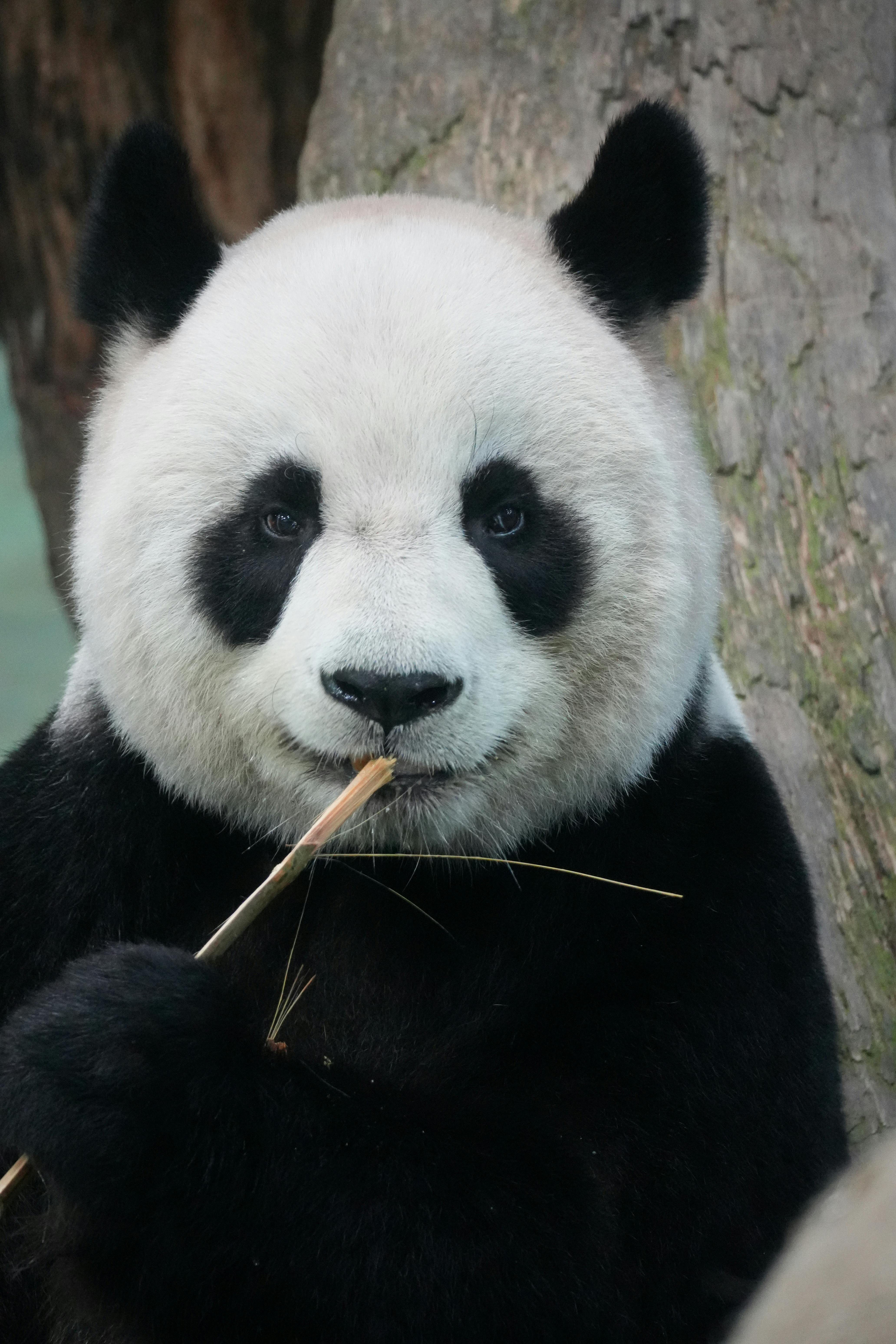 Charming Giant Panda Eating Bamboo in Natural Habitat · Free Stock Photo