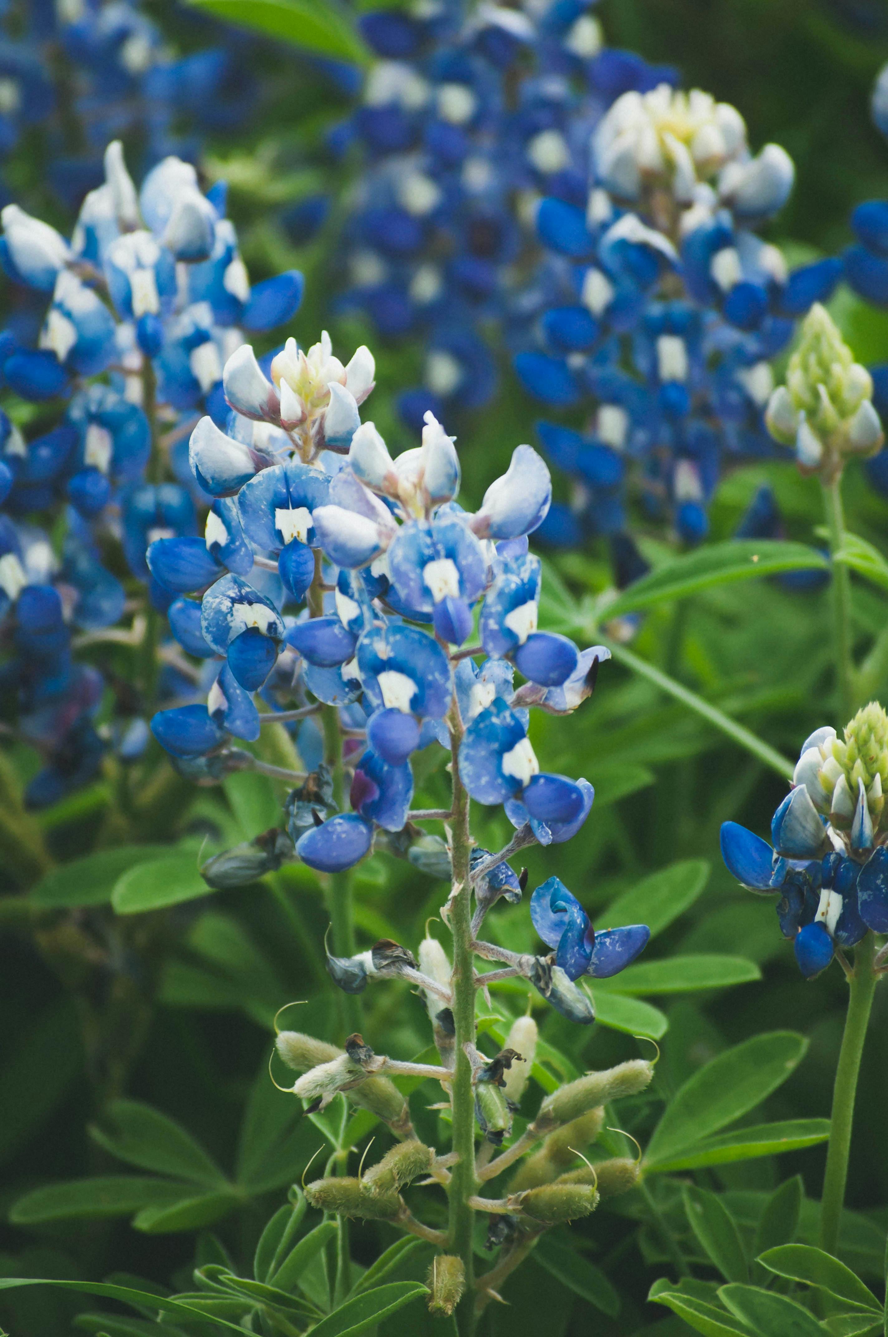 Vibrant Texas Bluebonnets in Spring Bloom · Free Stock Photo