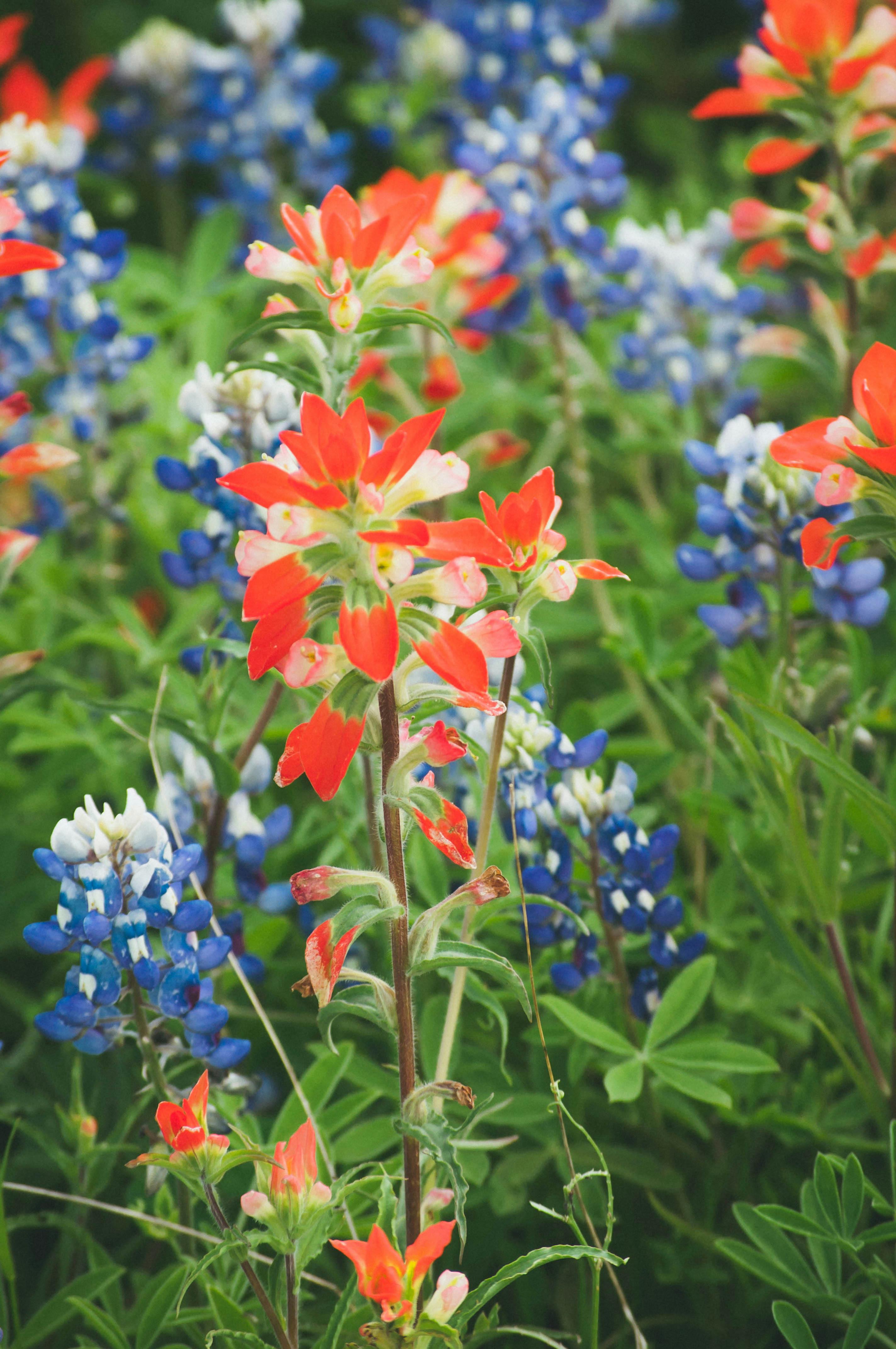 Vibrant Texas Wildflowers in Bloom · Free Stock Photo