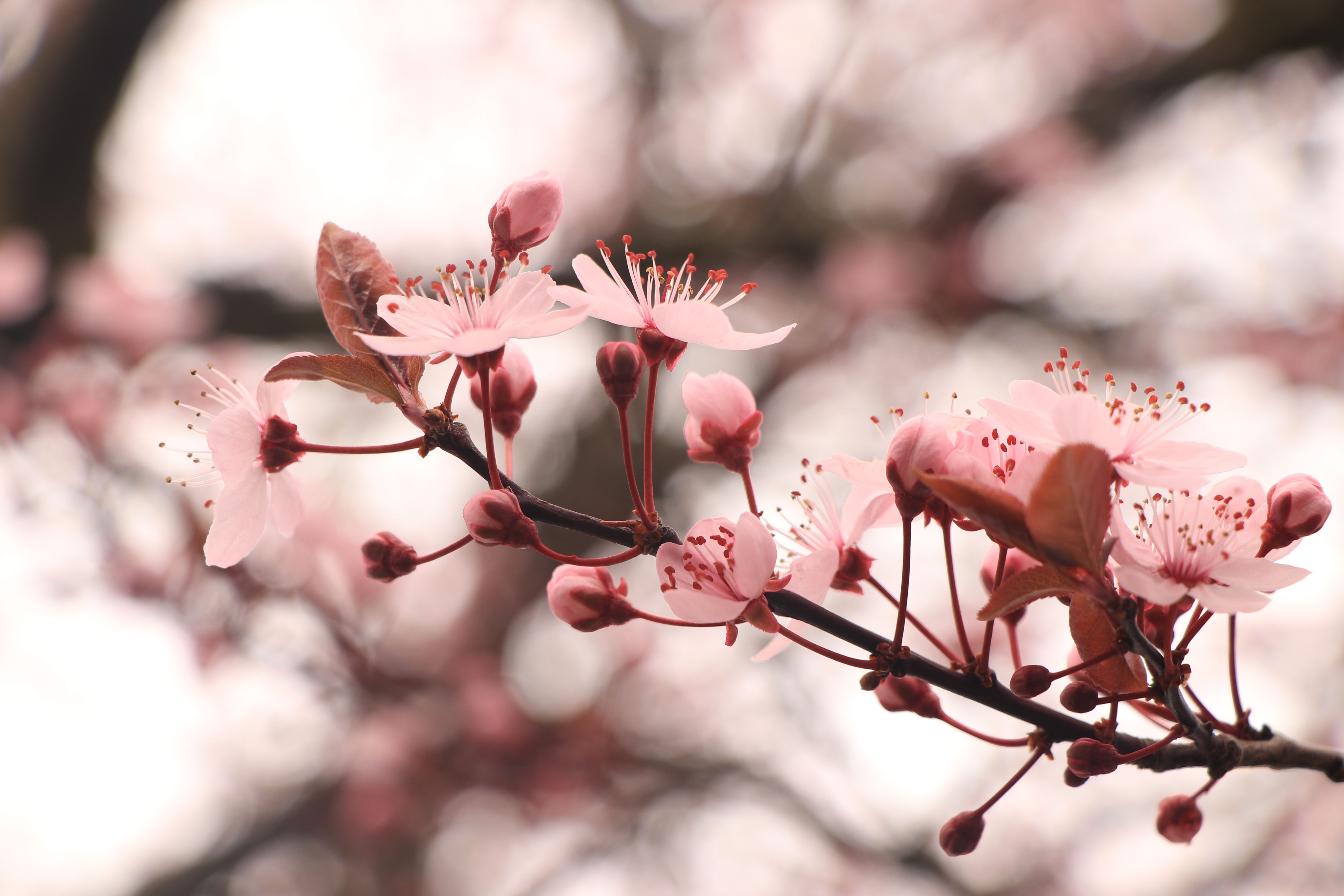 Plant Nodes Photos Download The Best Free Plant Nodes Stock Photos