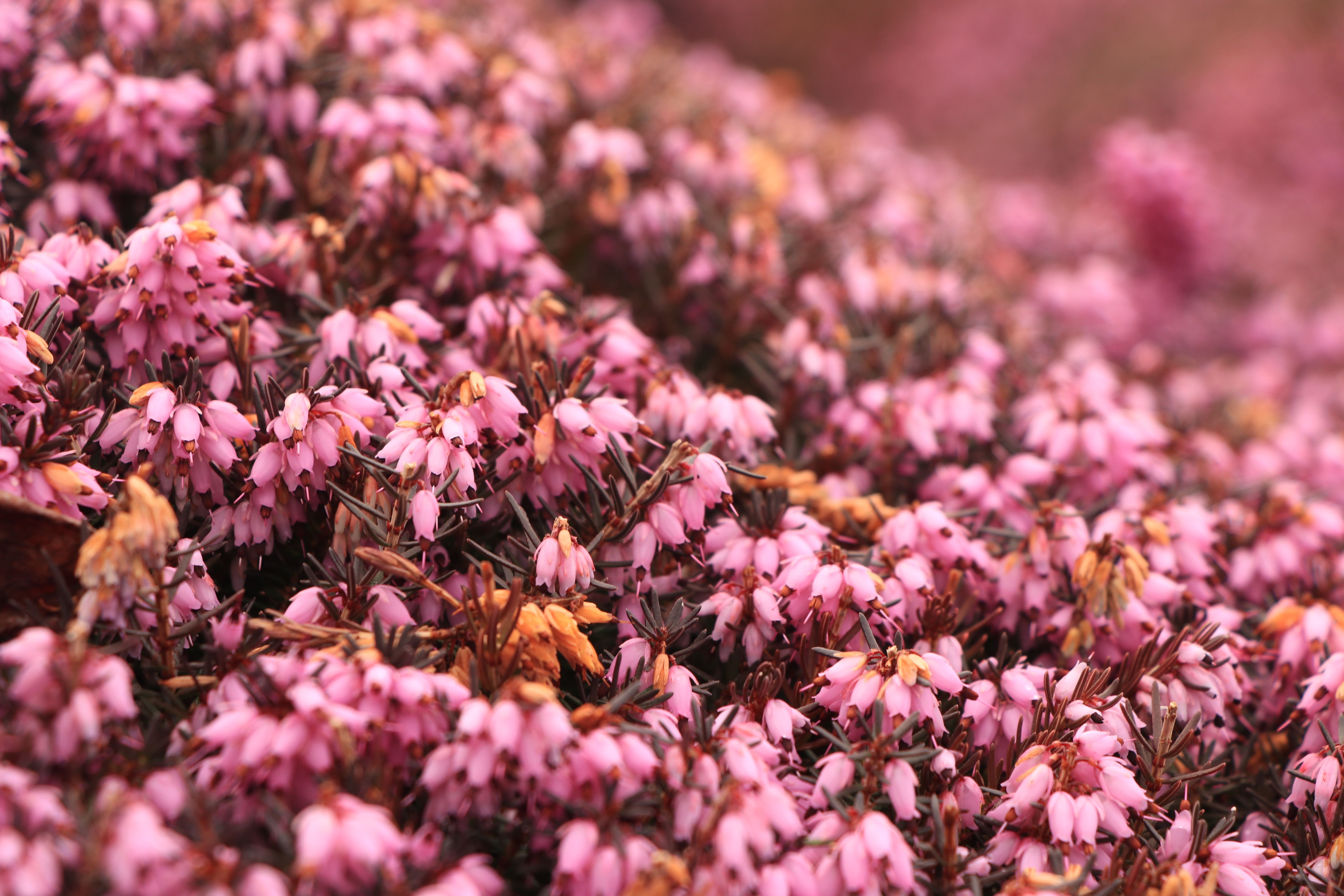 Vibrant Erica Carnea Flowers in Seattle Garden · Free Stock Photo
