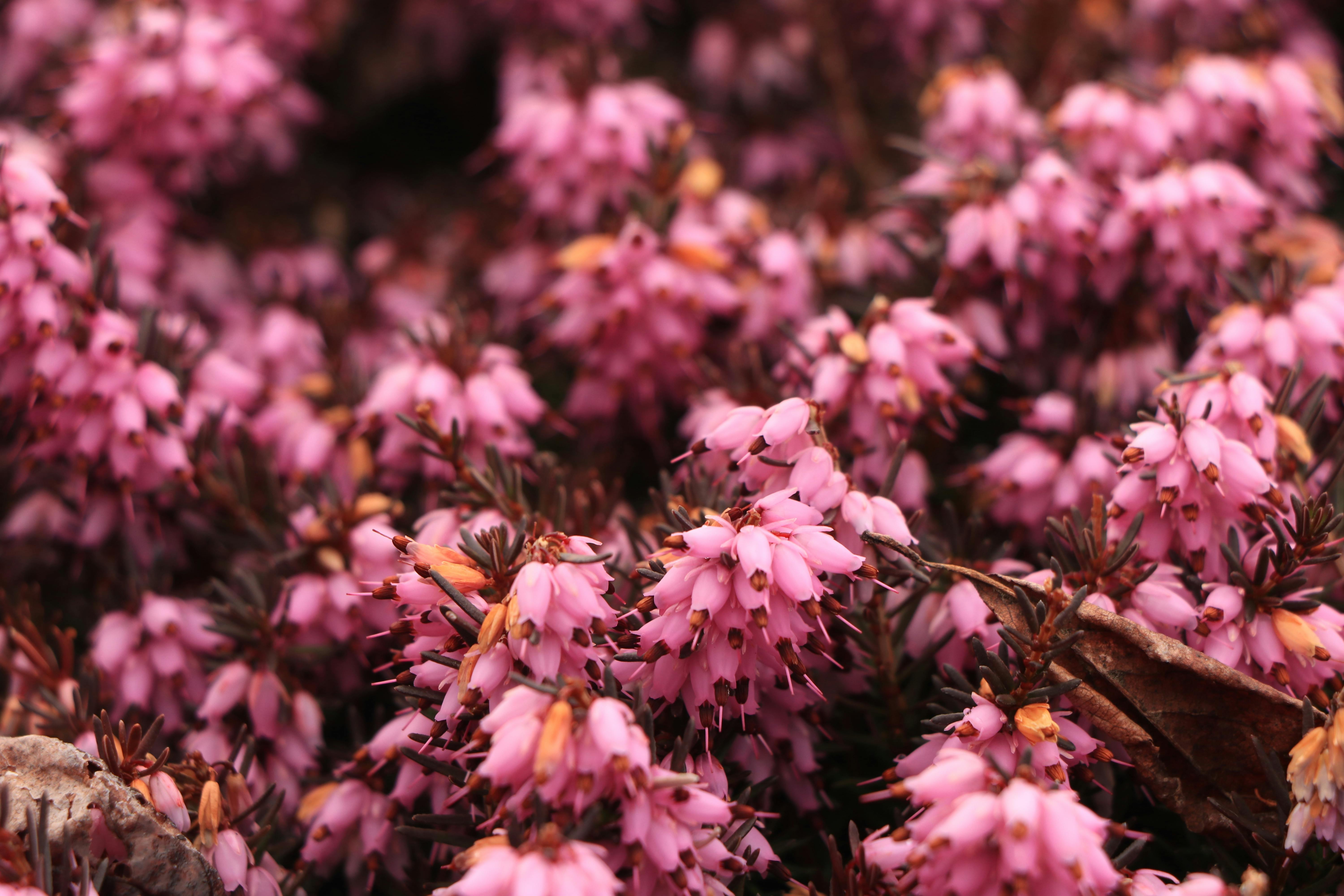 Vibrant Pink Heather Flowers in Seattle Garden · Free Stock Photo