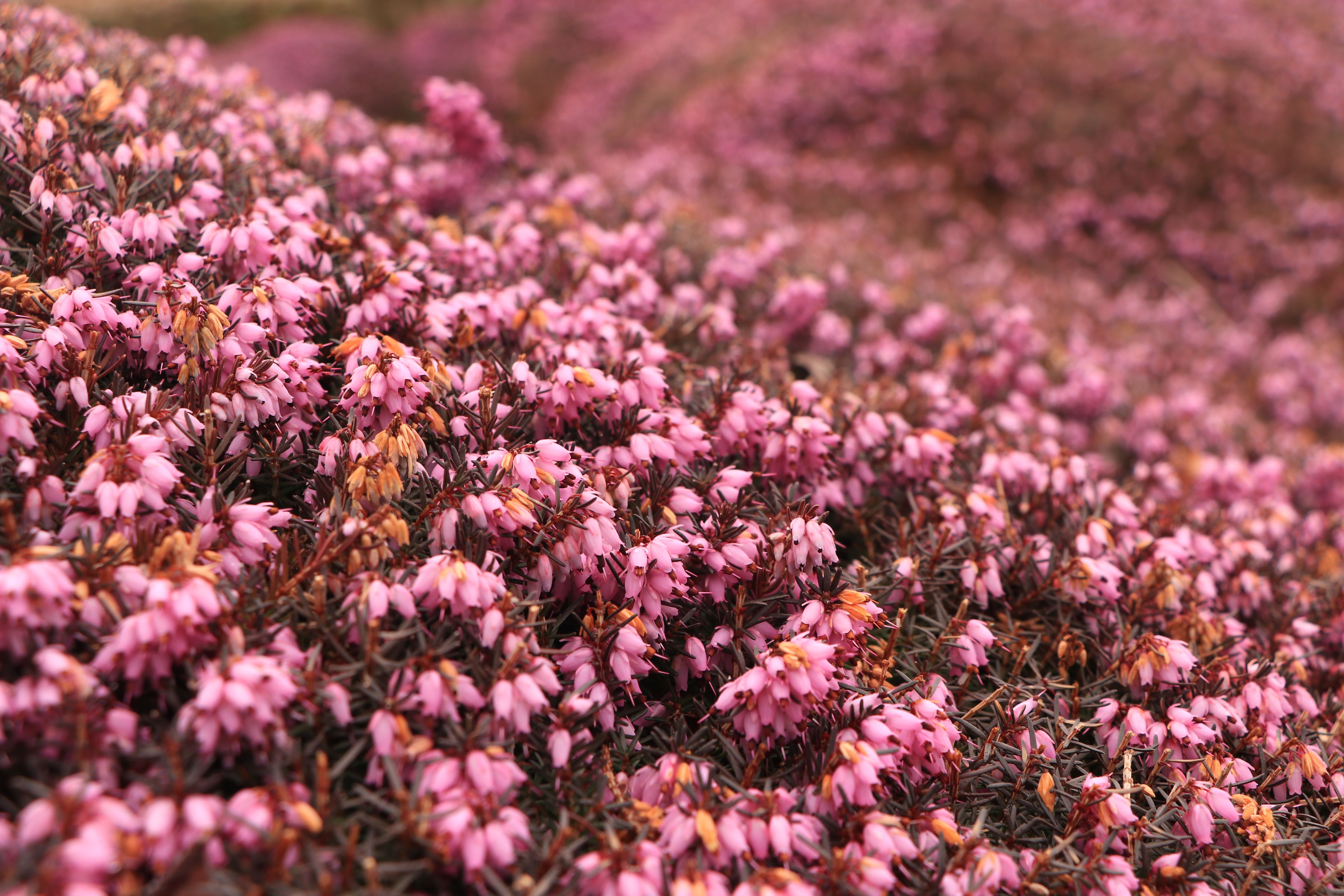 Pink Bushes Photos, Download The BEST Free Pink Bushes Stock Photos ...