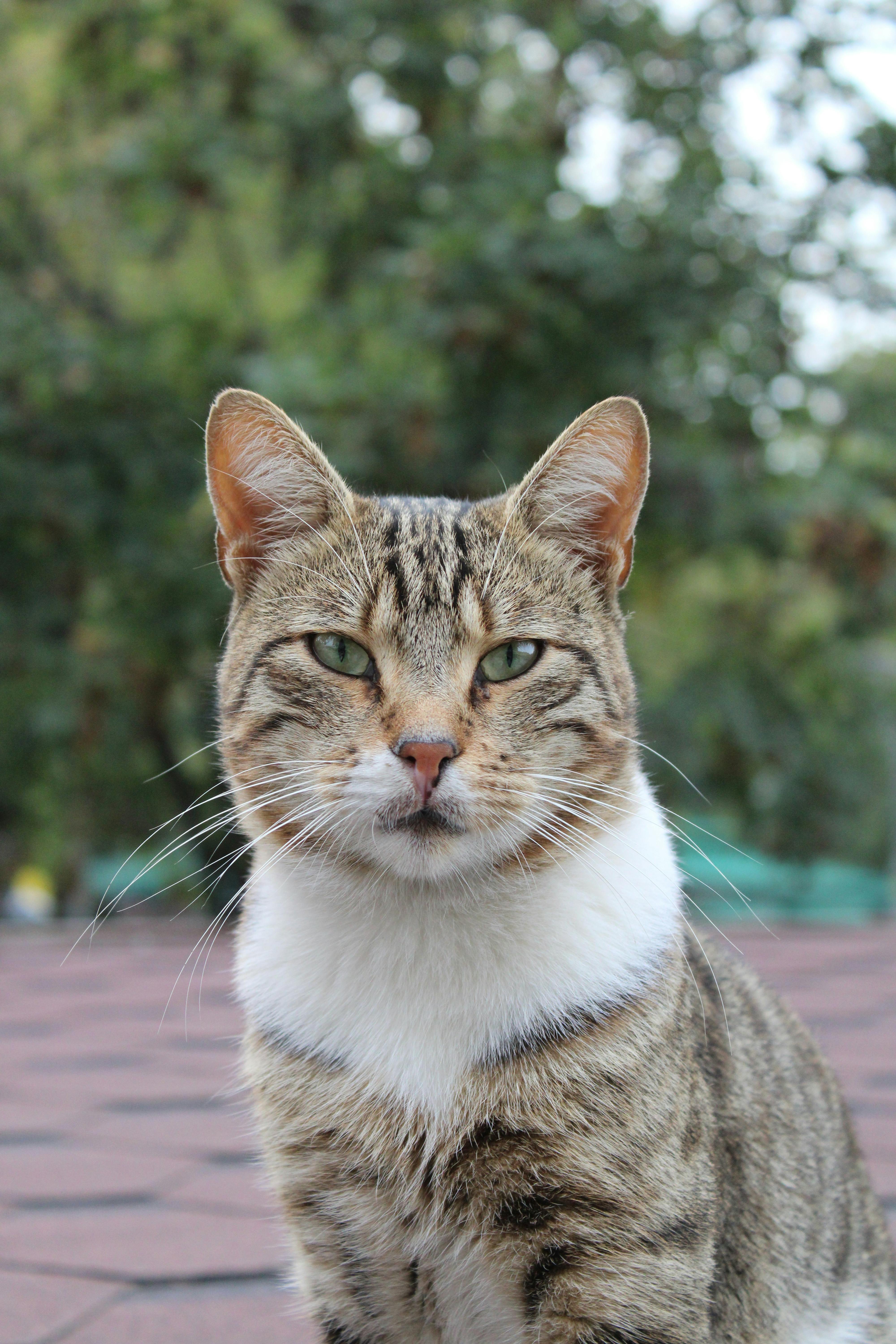 Cat Cheek Photos, Download The BEST Free Cat Cheek Stock Photos & HD Images