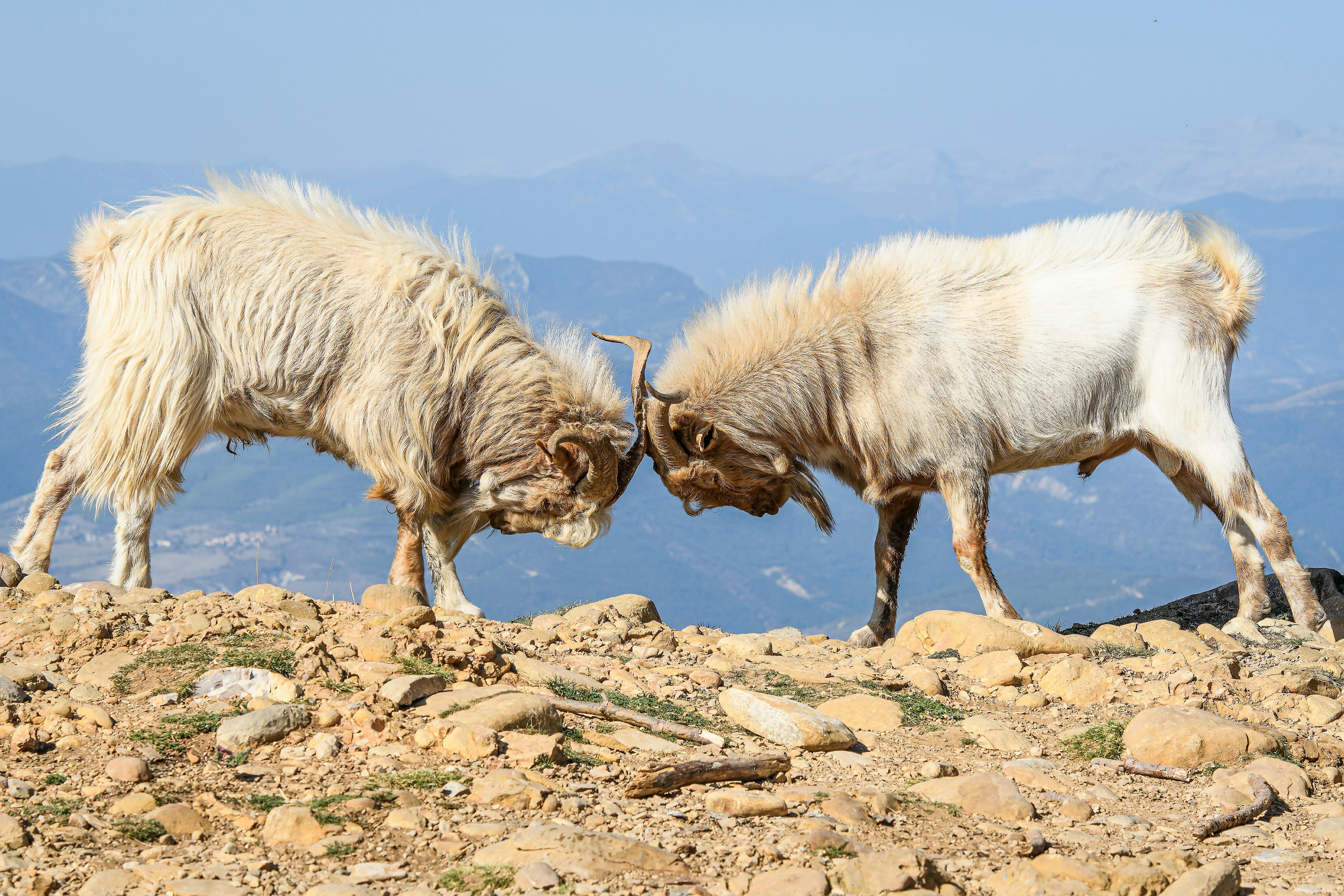 Mountain Goats Clashing in Aragón, Spain · Free Stock Photo