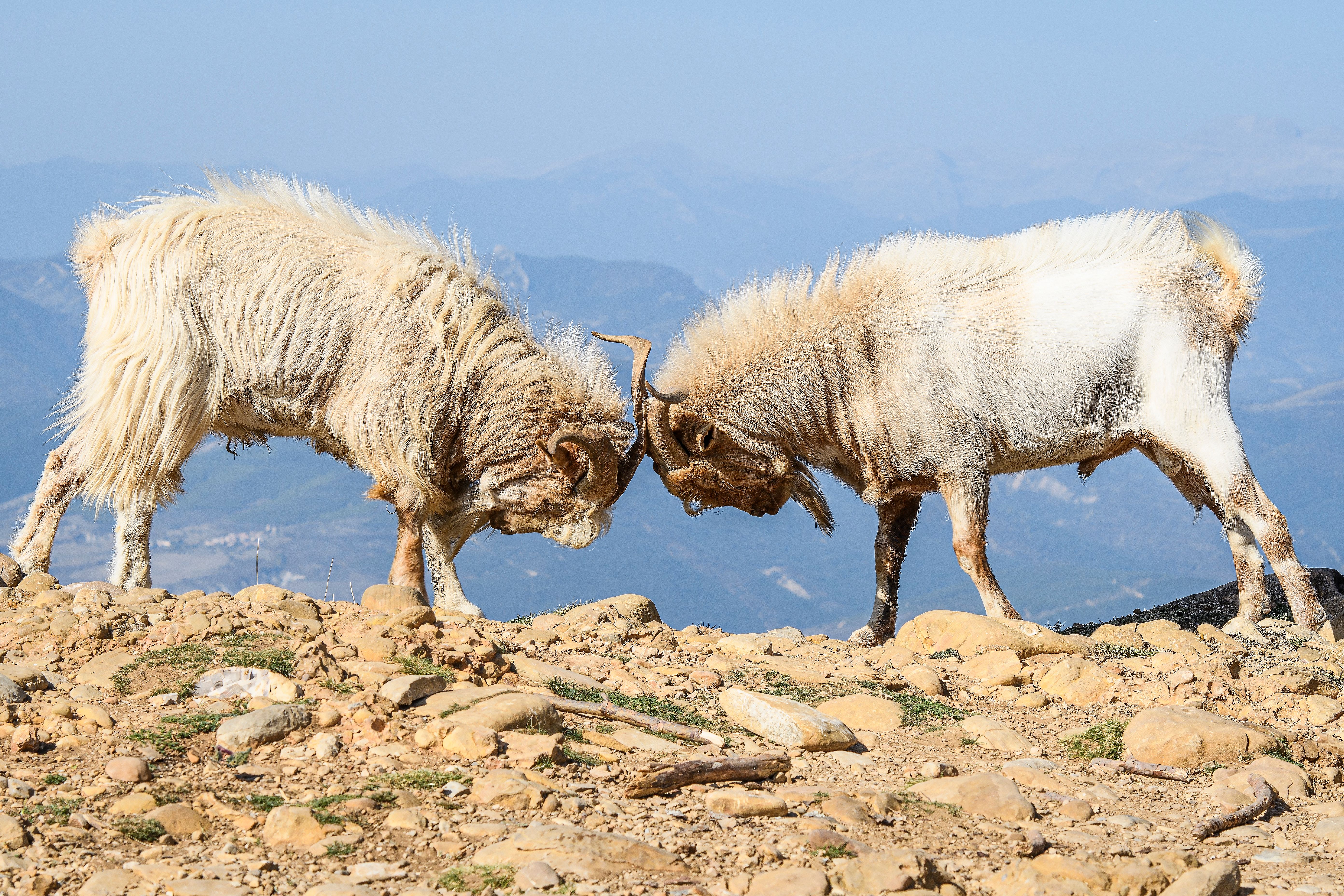 Fighting Goat Photos, Download The BEST Free Fighting Goat Stock Photos ...