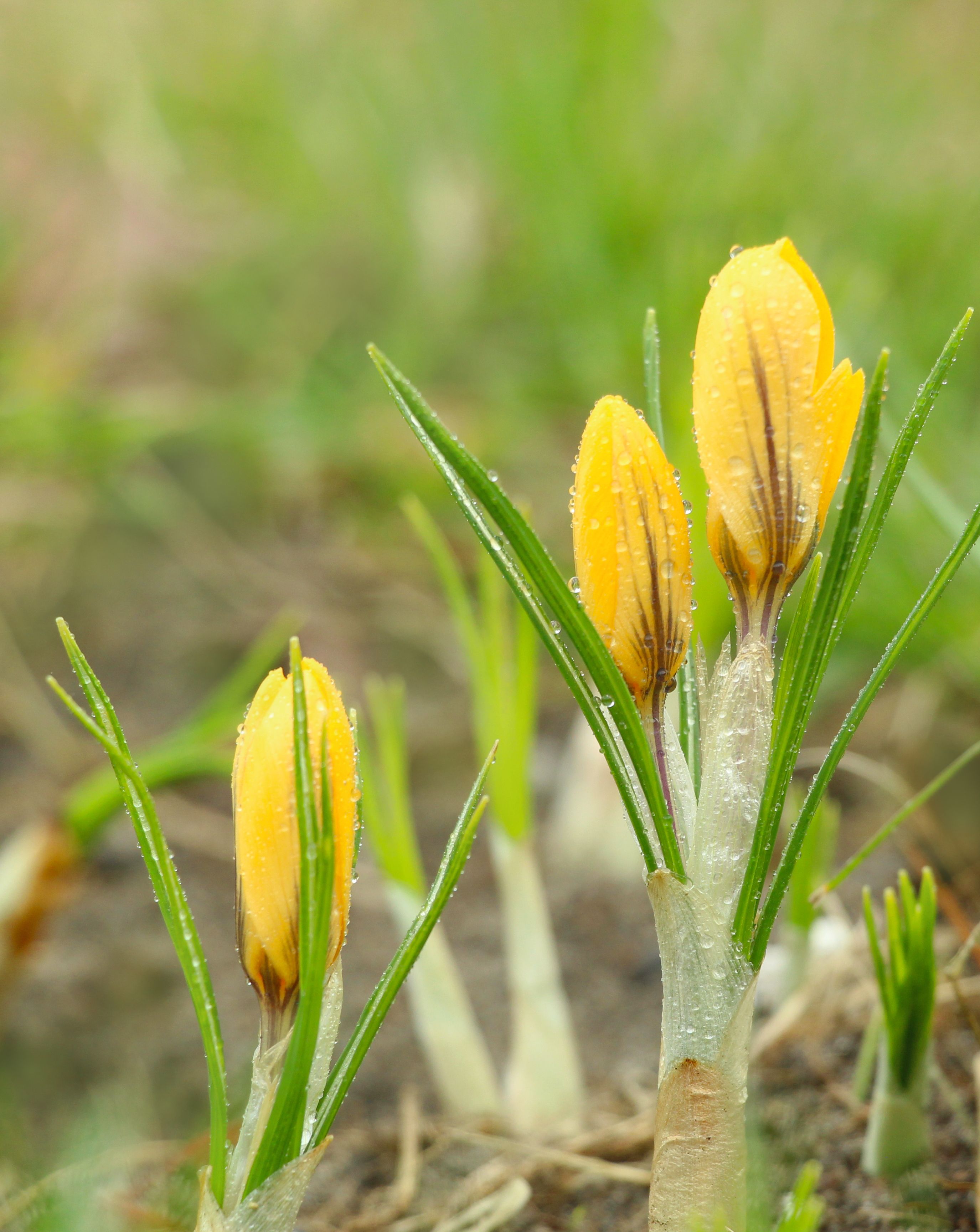 Vibrant Yellow Crocuses in Early Spring Bloom · Free Stock Photo