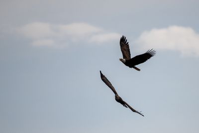 Philippine Hawk Eagle: Facts and Protection Update