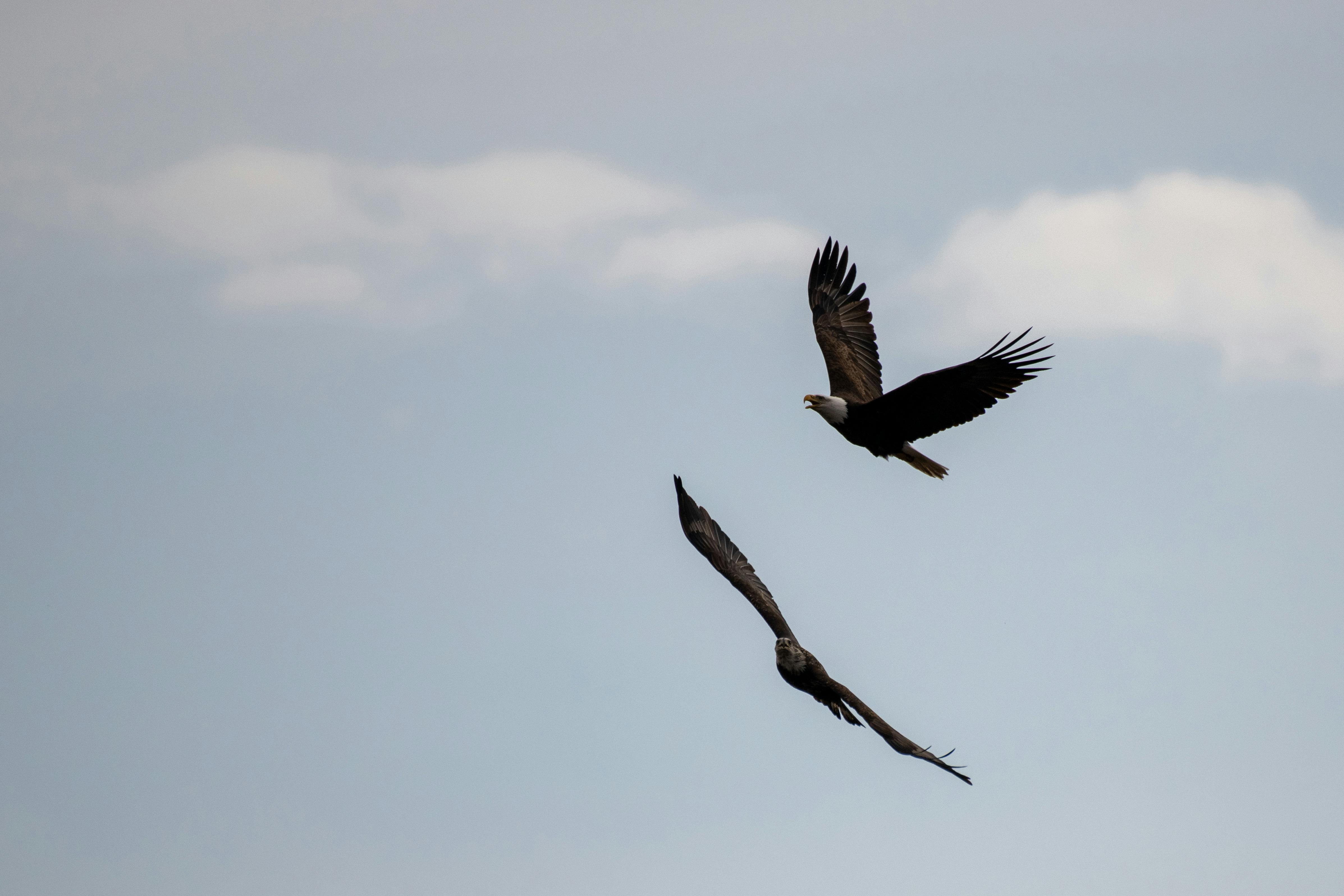 Black Hawk Soaring · Free Stock Photo