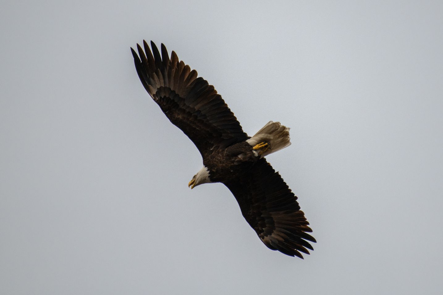 Exploring the American Bald Eagle Range Across North America