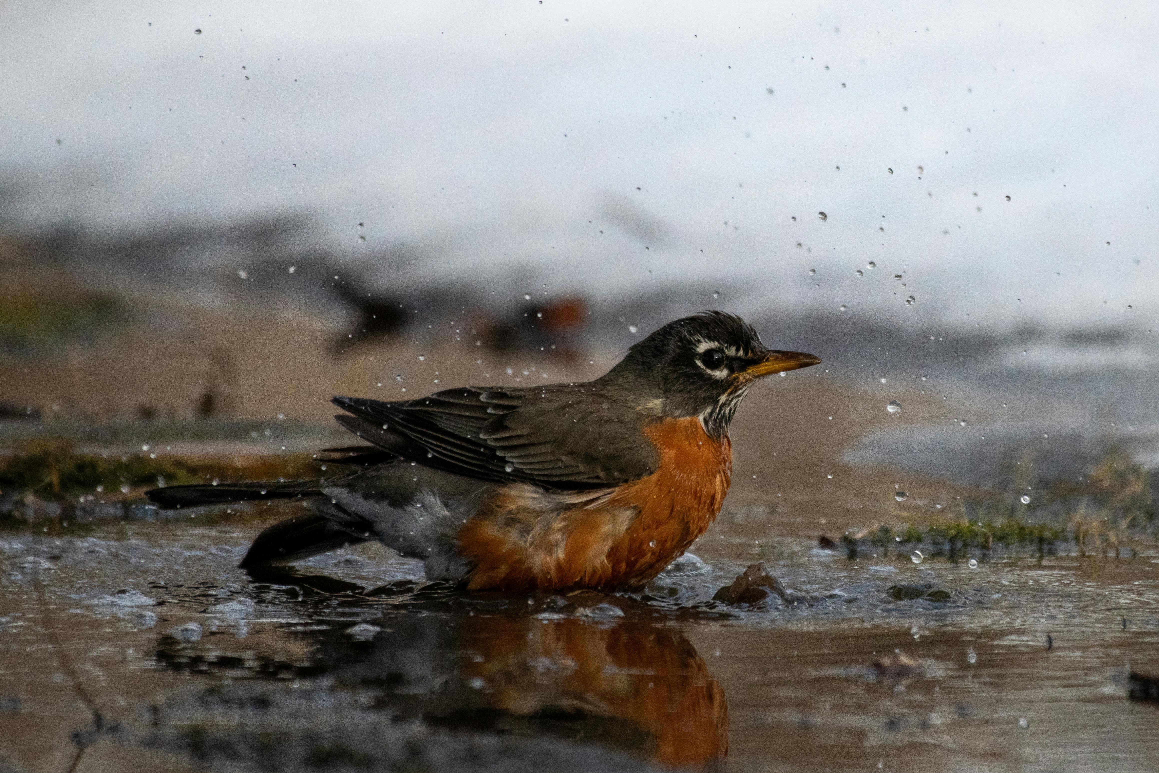 American Robin Bathing in a Puddle Outdoors · Free Stock Photo