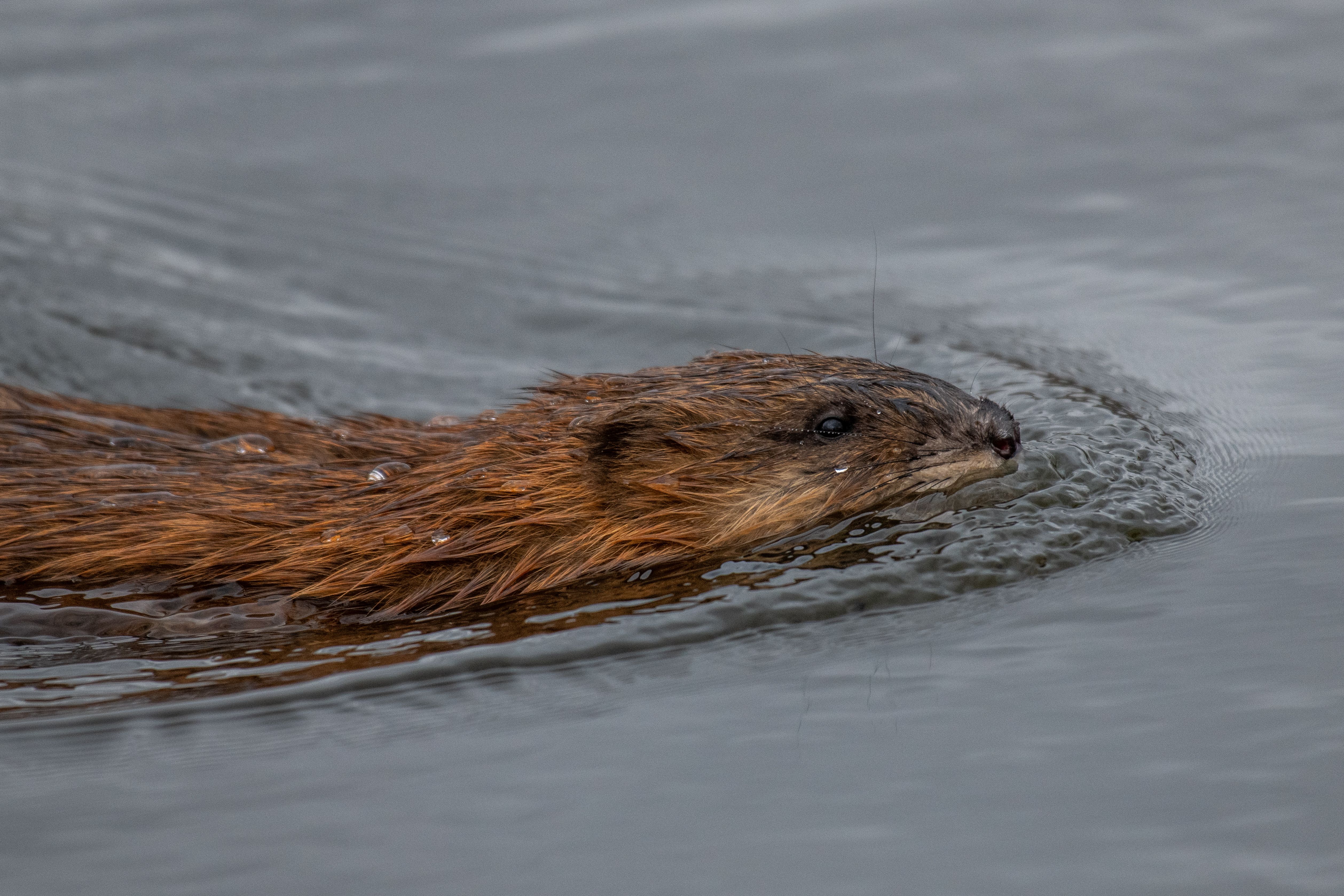 Close-up of a Muskrat Swimming in Tranquil Waters · Free Stock Photo