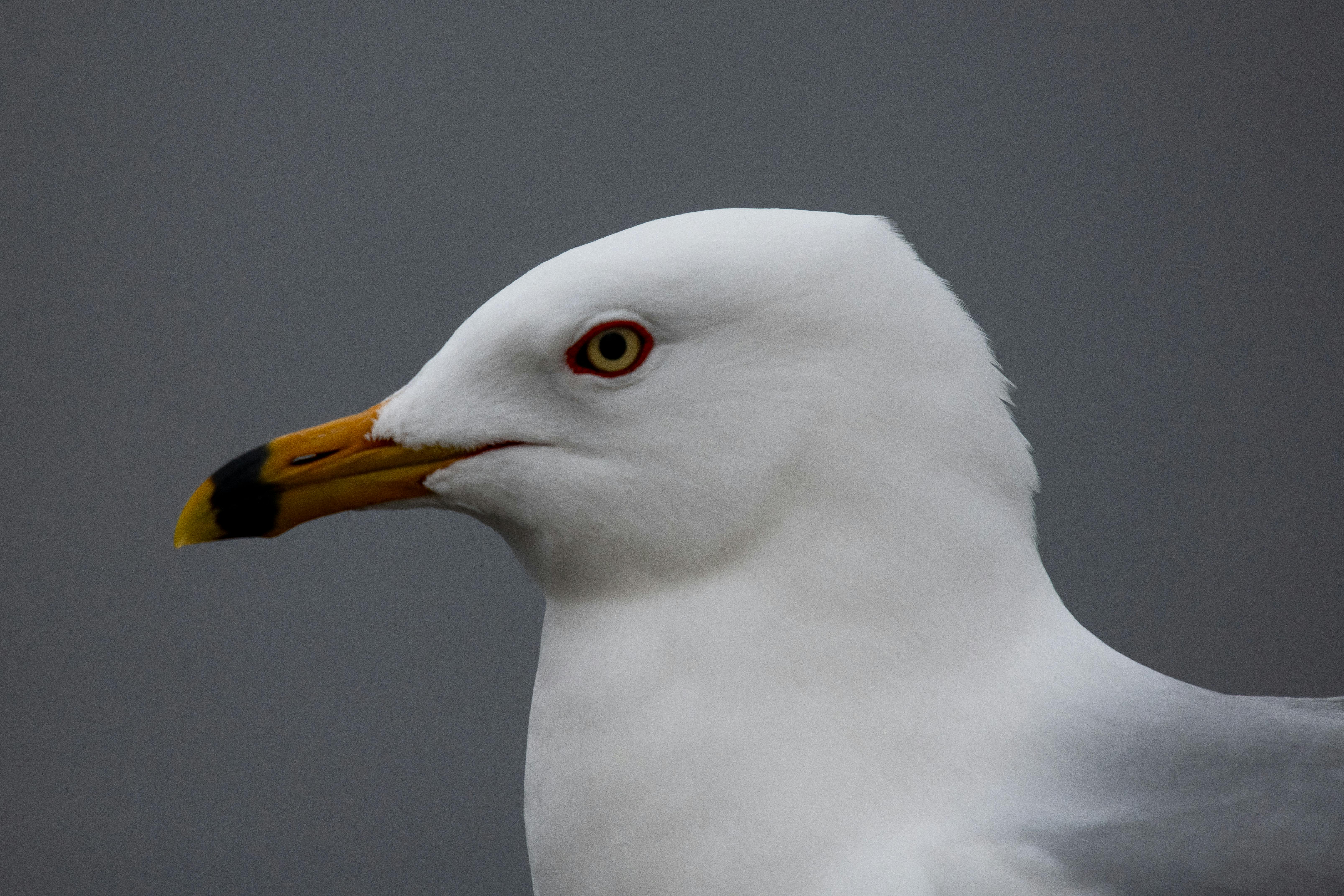 Close-up Profile of a Seagull Against Gray Sky · Free Stock Photo