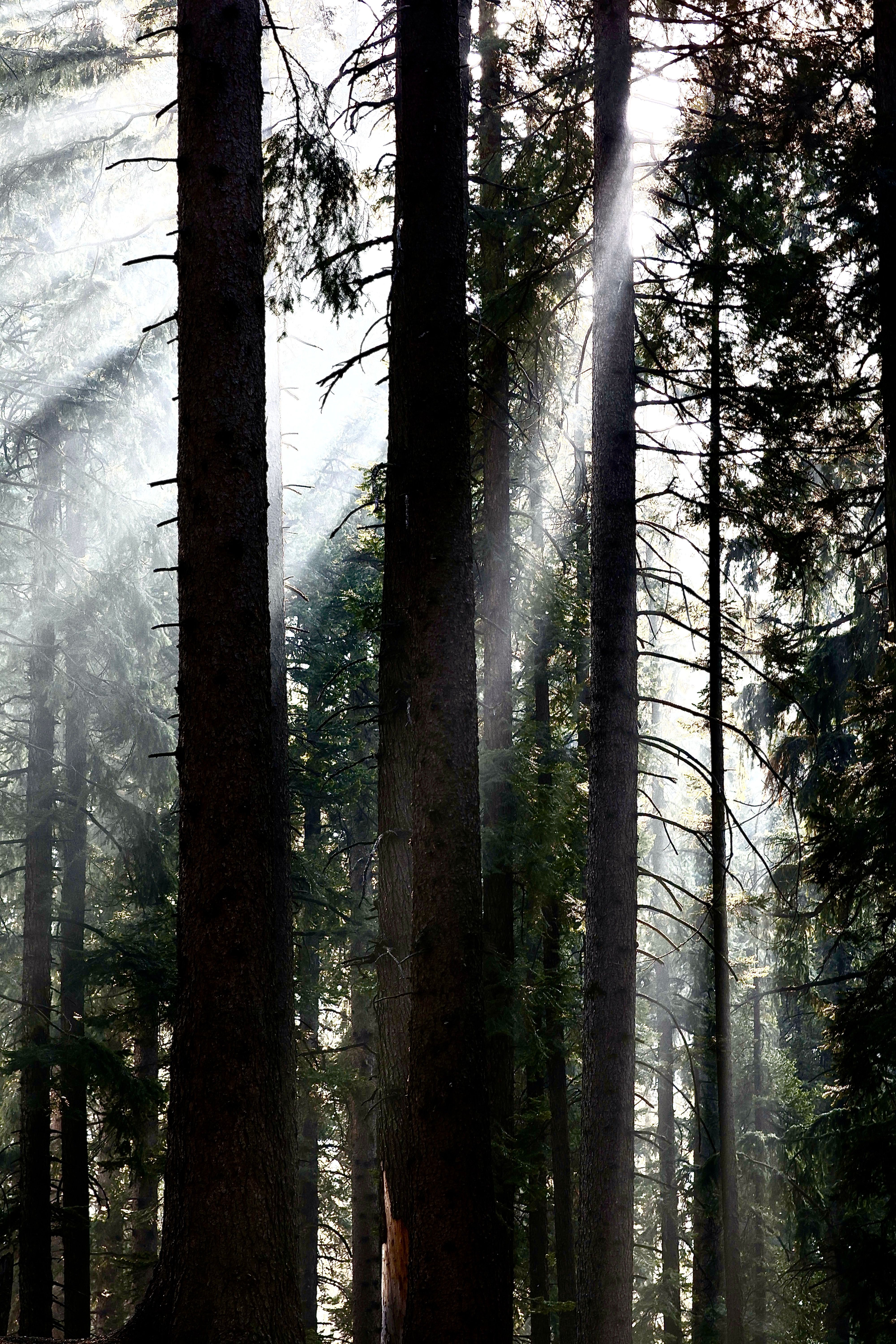 Sunlight Streaming Through Forest Trees · Free Stock Photo