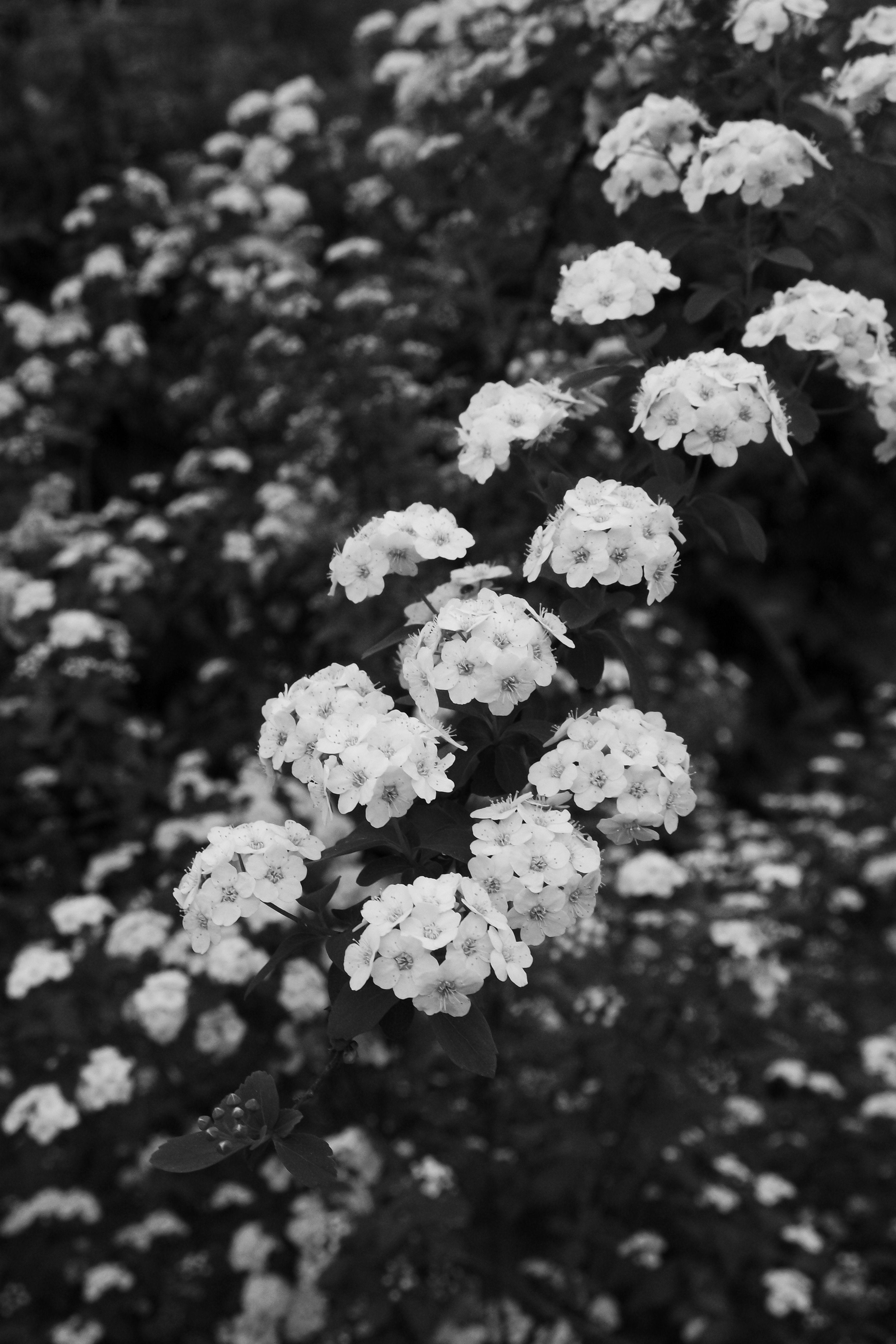 Monochrome Blossoms in Spring Garden · Free Stock Photo