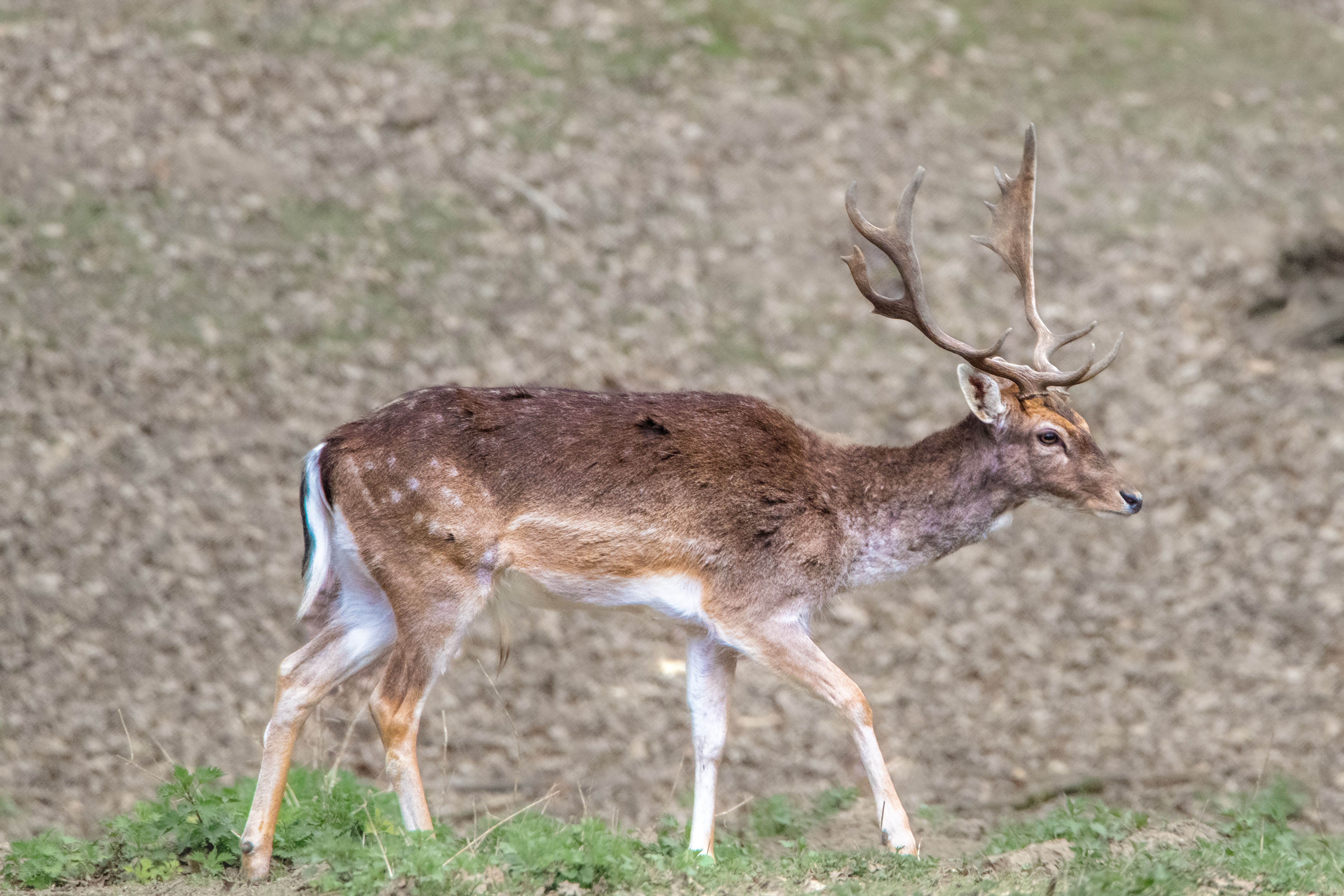 Majestic Red Deer Roaming in Spring Forest · Free Stock Photo