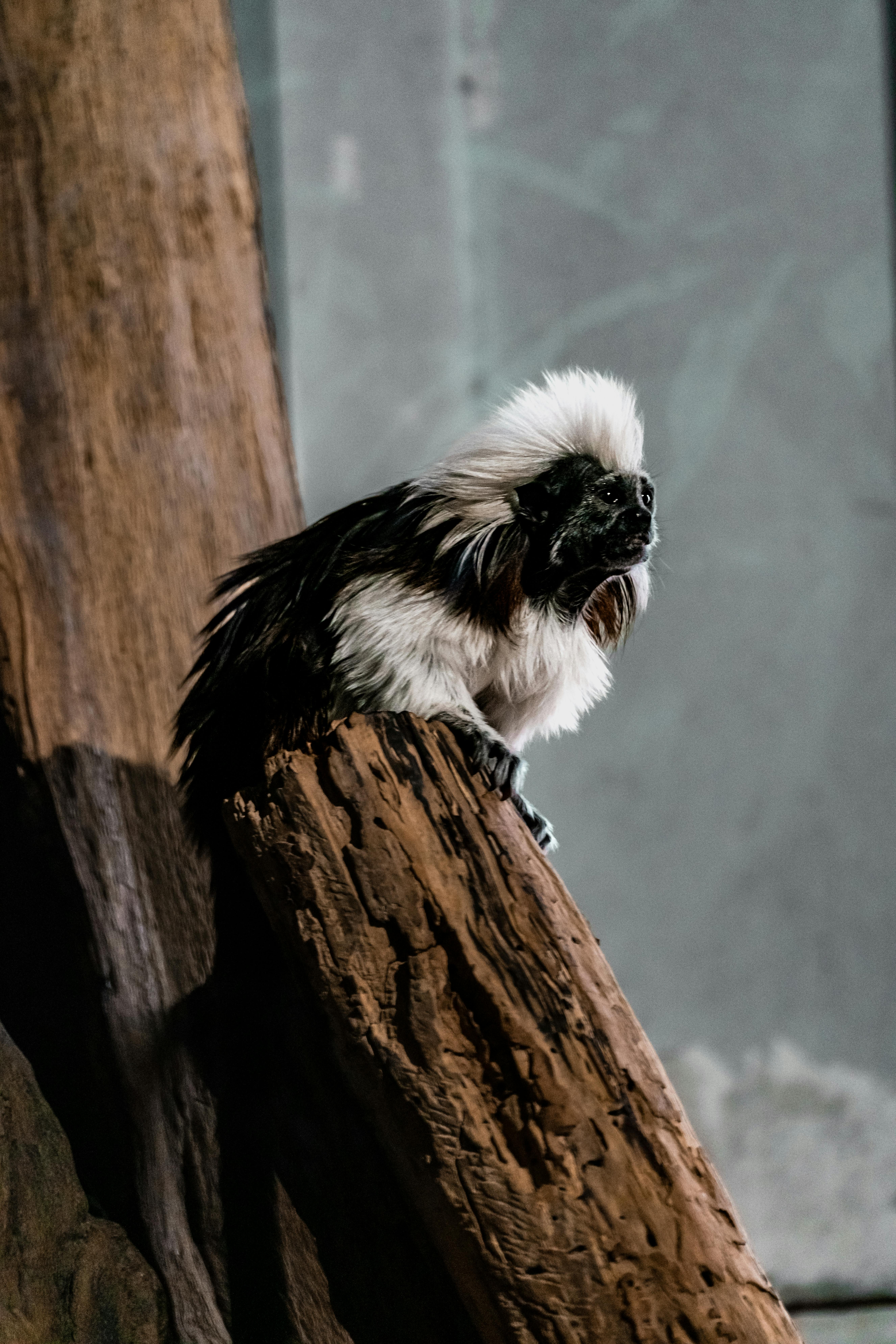 Grey and Yellow Animal Perch on Tree Branch during Daytime · Free Stock ...